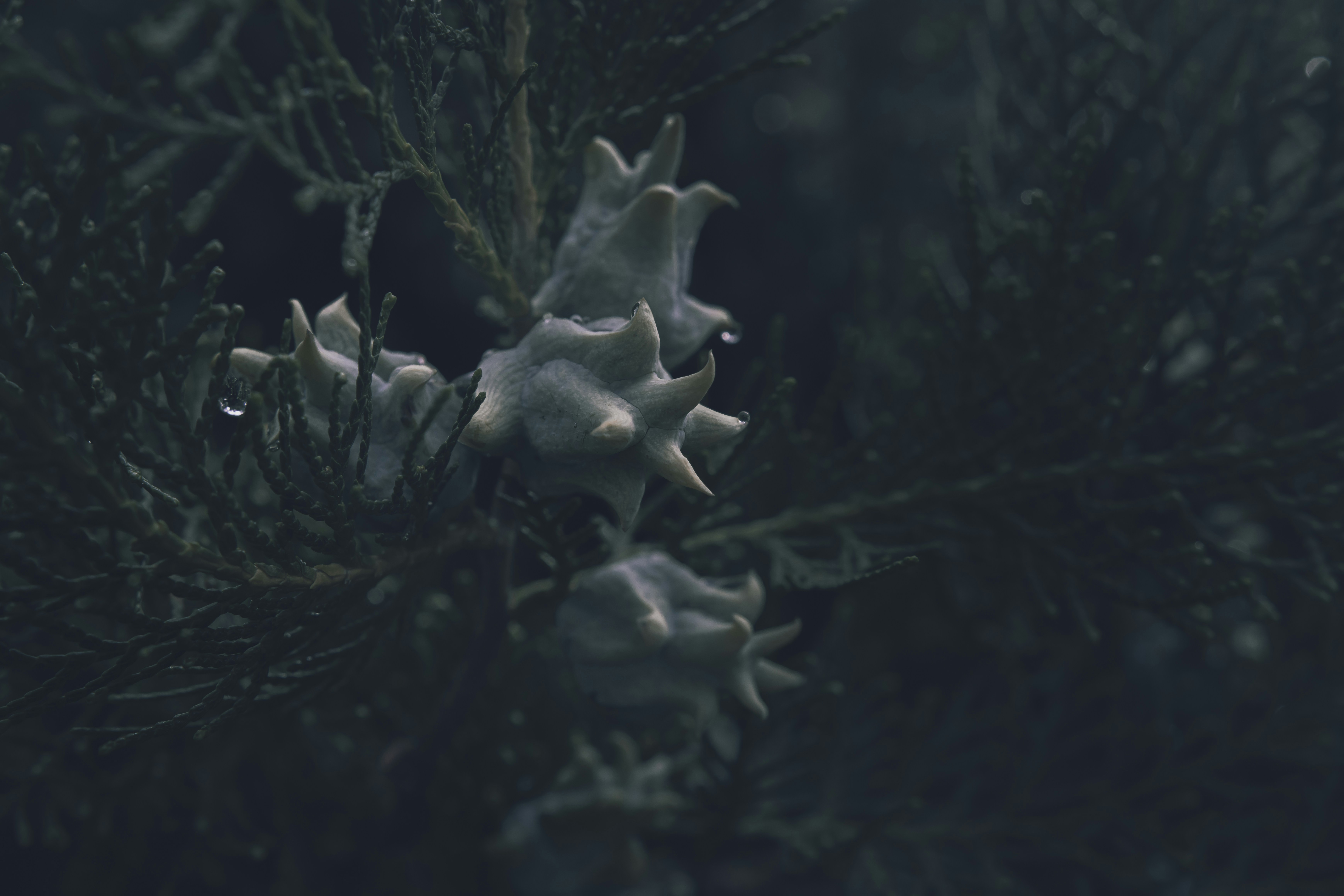 Whispers of Nature: A Study in Texture and Form