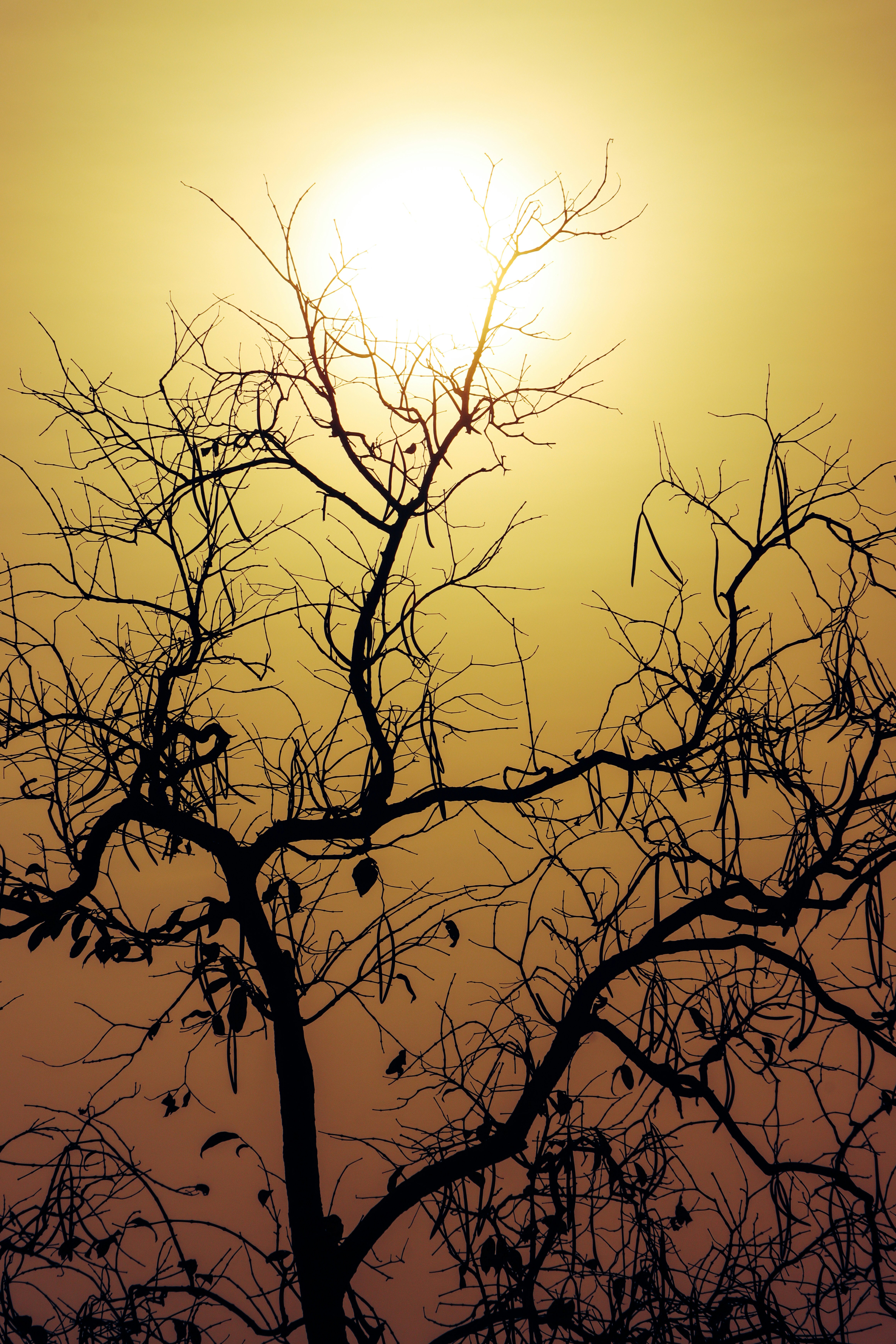 Ember Sky Through a Web of Winter Branches