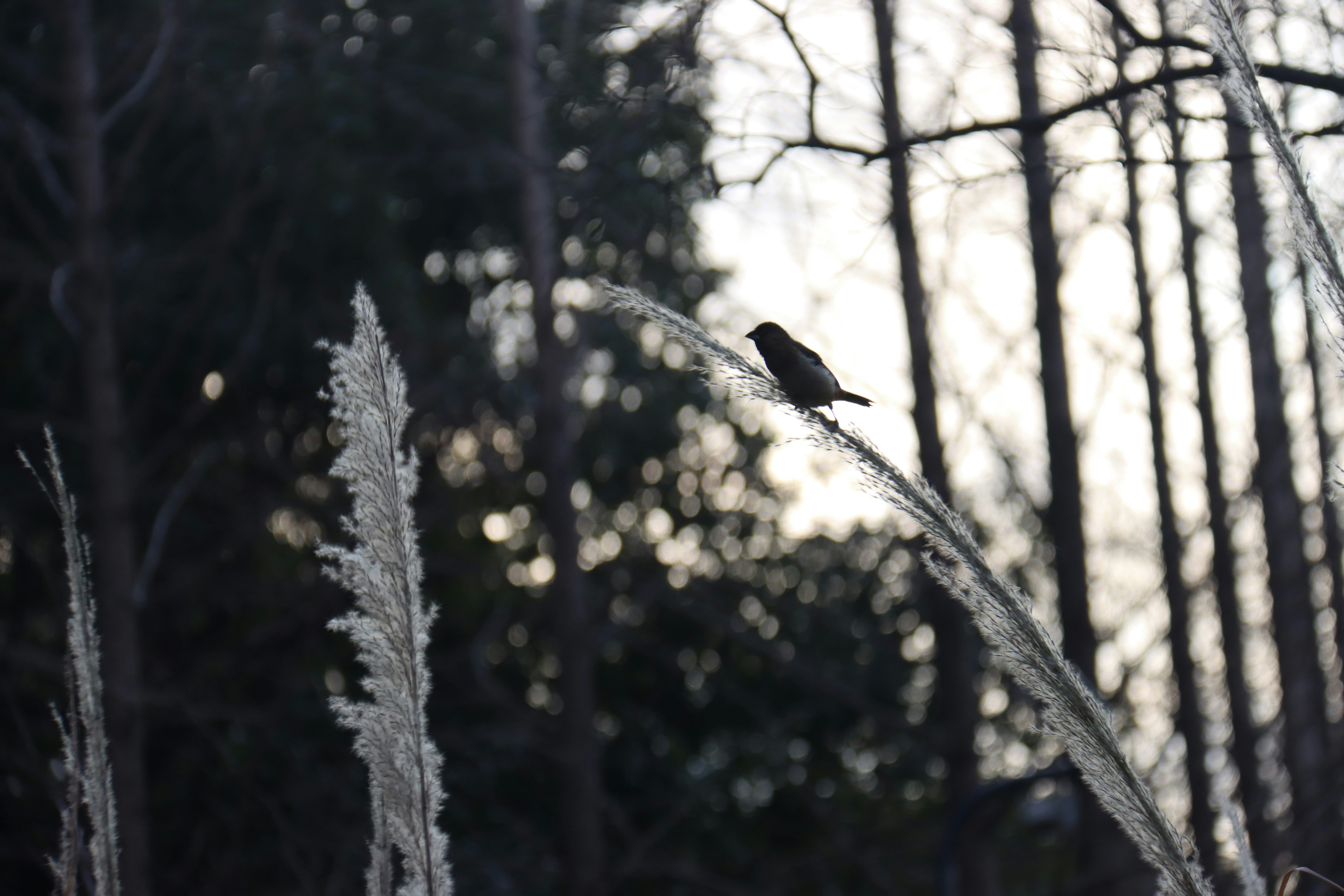 Lone Songbird on a Curved Reed at Dusk