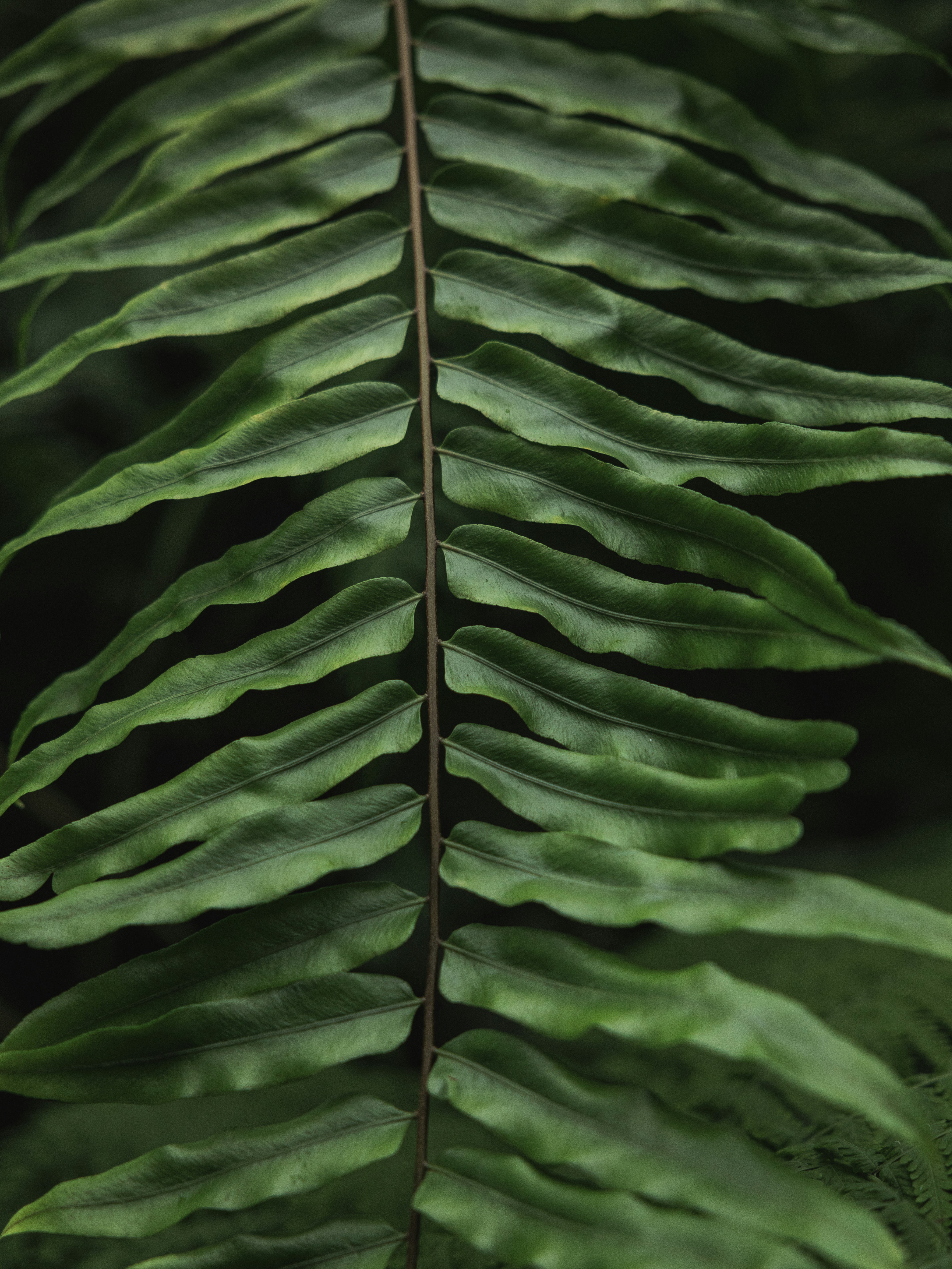 Close-up of a lush fern leaf showcasing its delicate, serrated edges and vibrant green hues.
