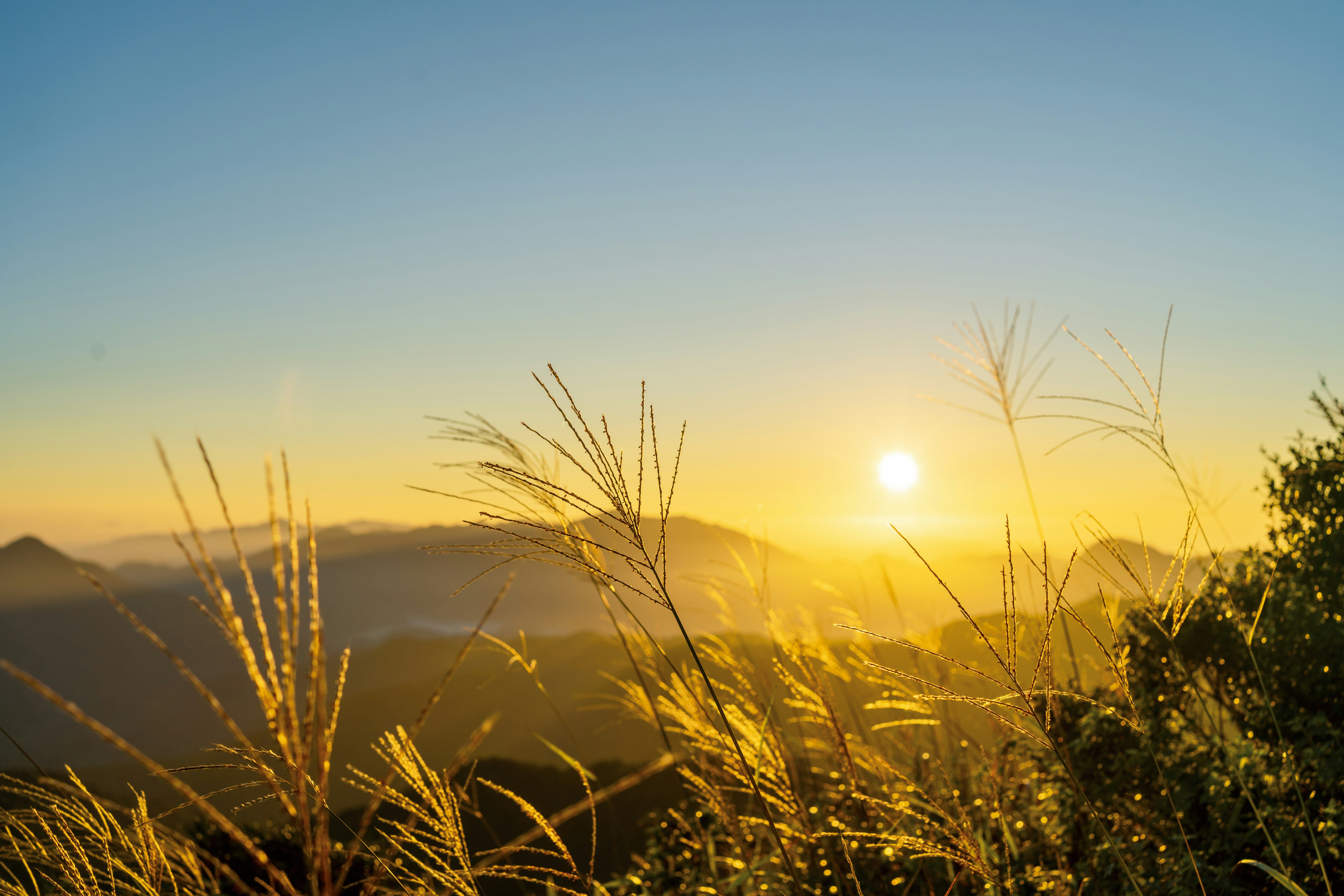 Sunrise casts a warm glow over distant mountains, framed by delicate grass swaying in the foreground.