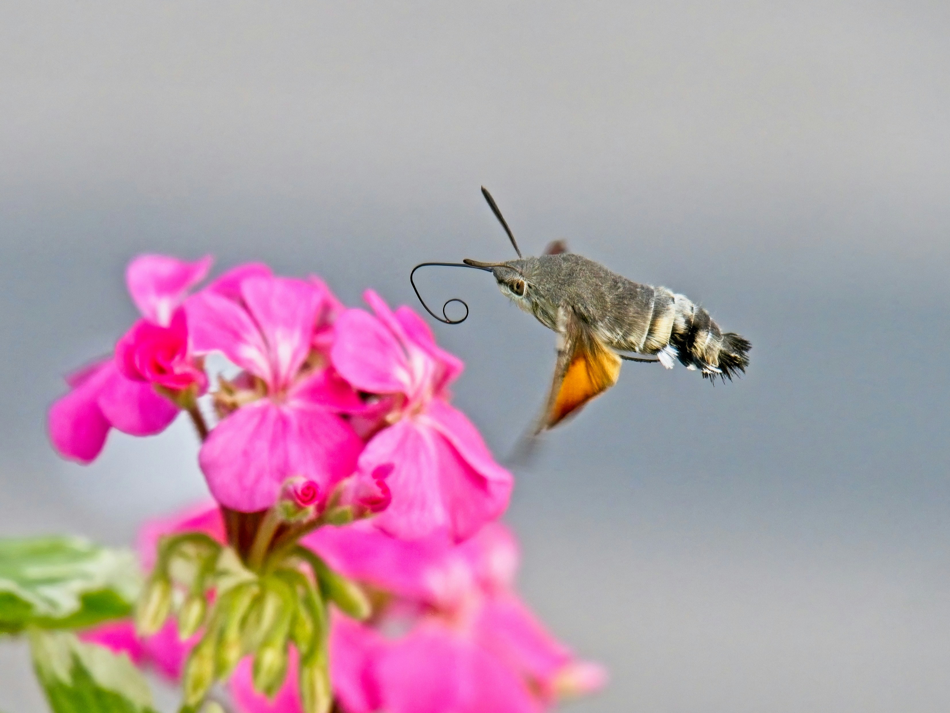 A butterfly on a flower photo – Free Hawk moth Image on Unsplash