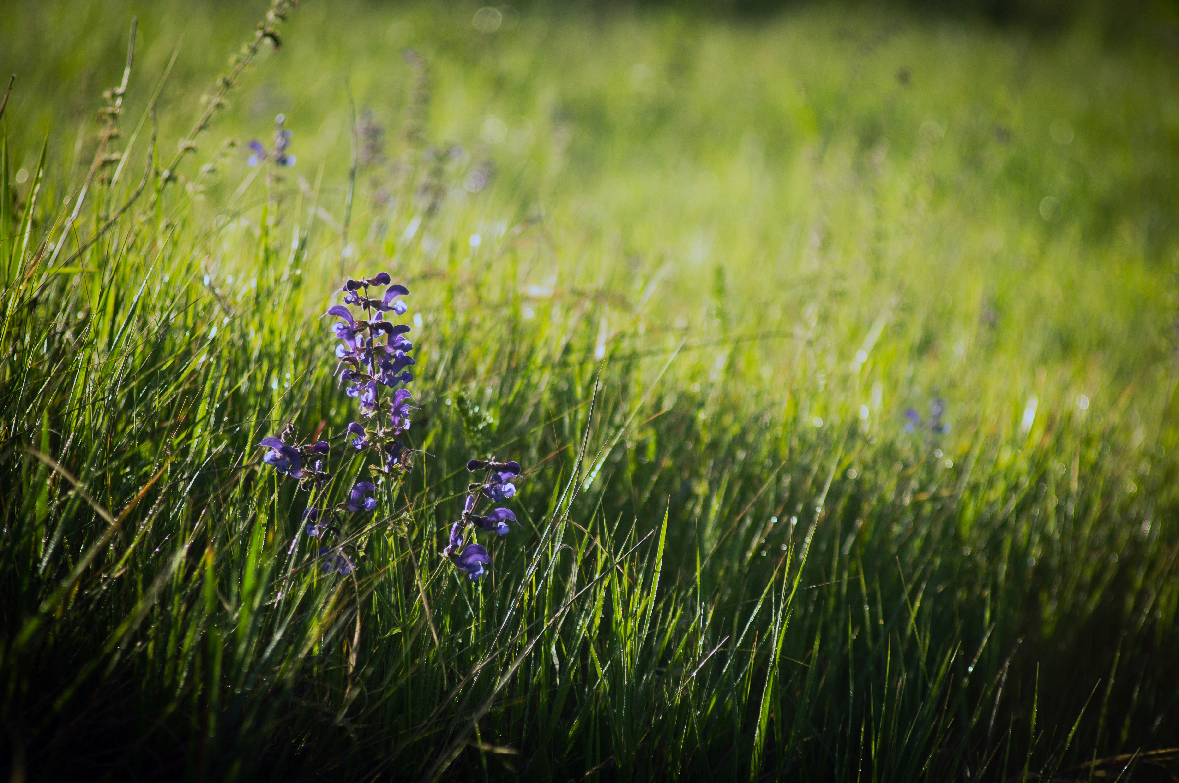 Une fleur violette dans un champ photo – Photo Herbe Gratuite sur Unsplash