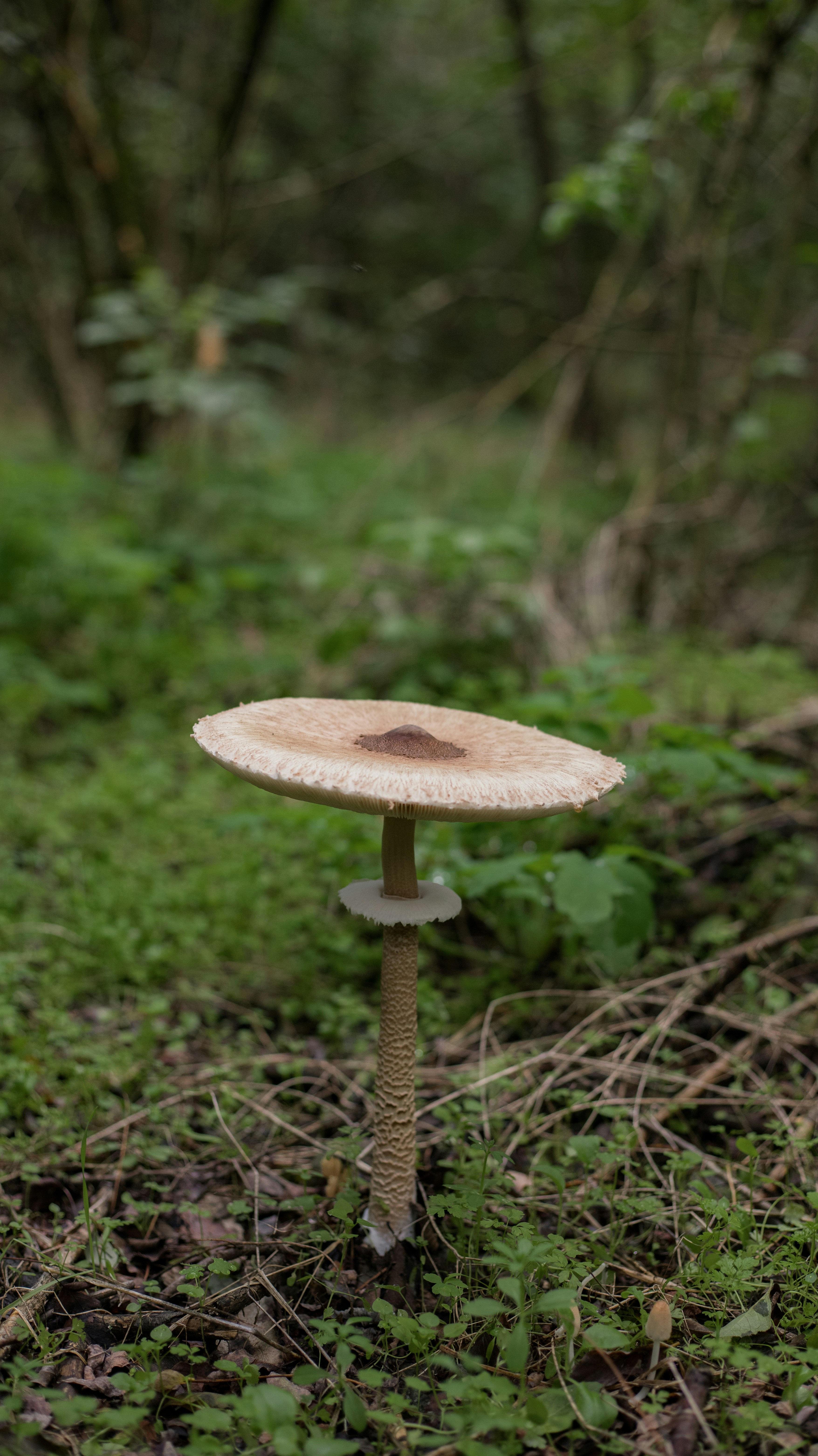 Jovan Vasiljević Photography / a big, fairytale-like mushroom in the a green forest