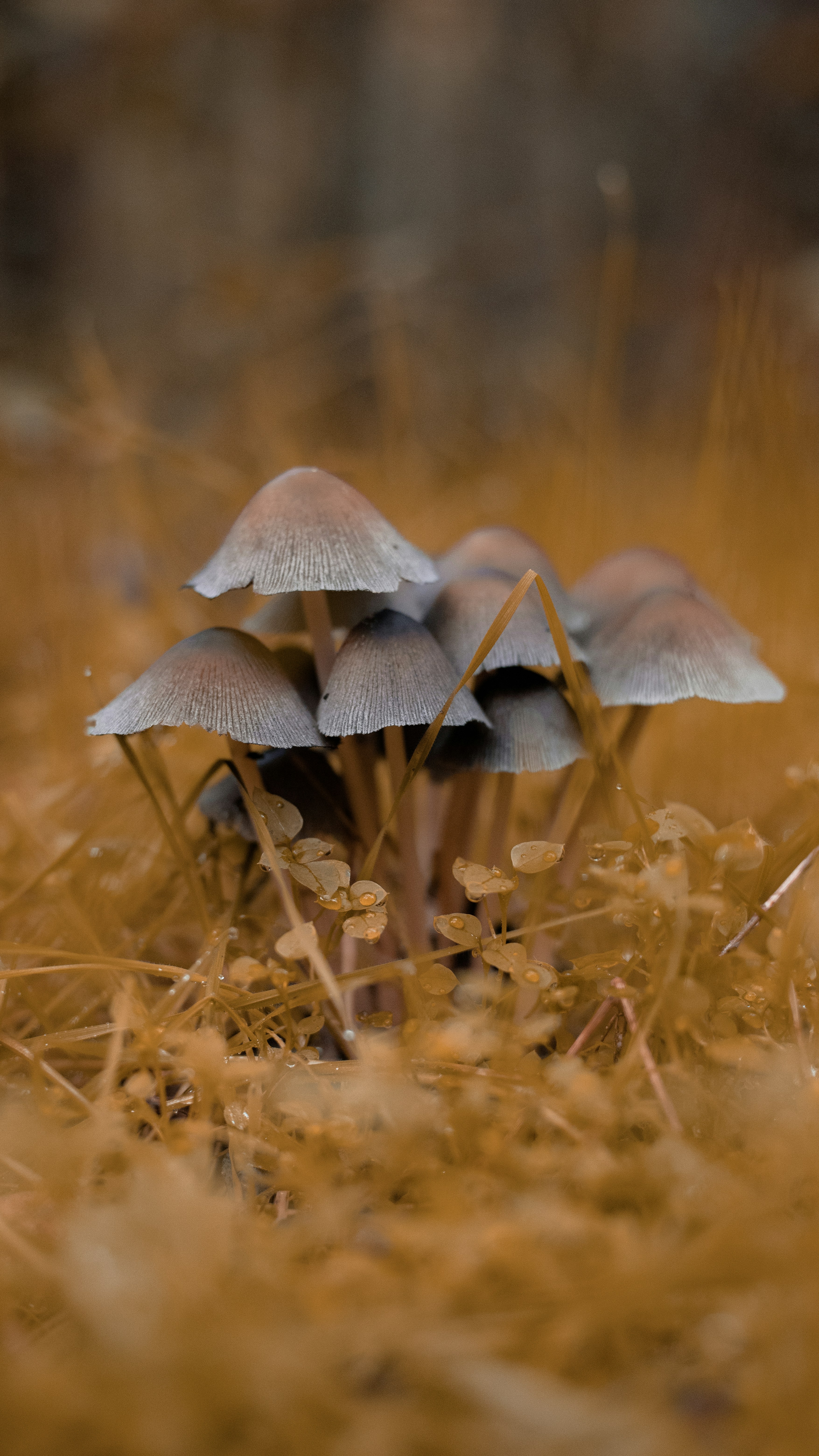 Gray-Capped Mushrooms Nestled in an Amber Understory