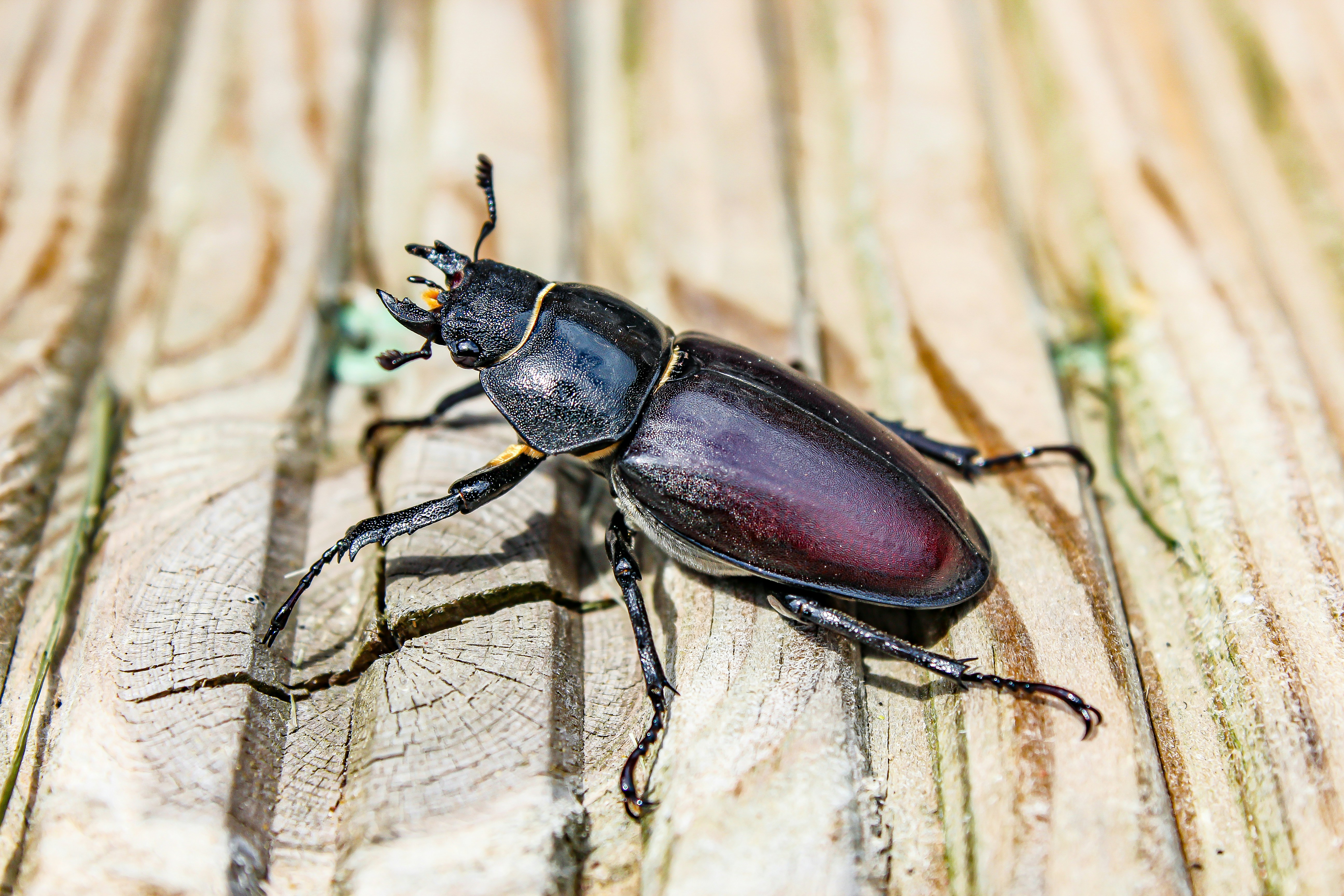 Beetle Insect Pictures | Download Free Images on Unsplash