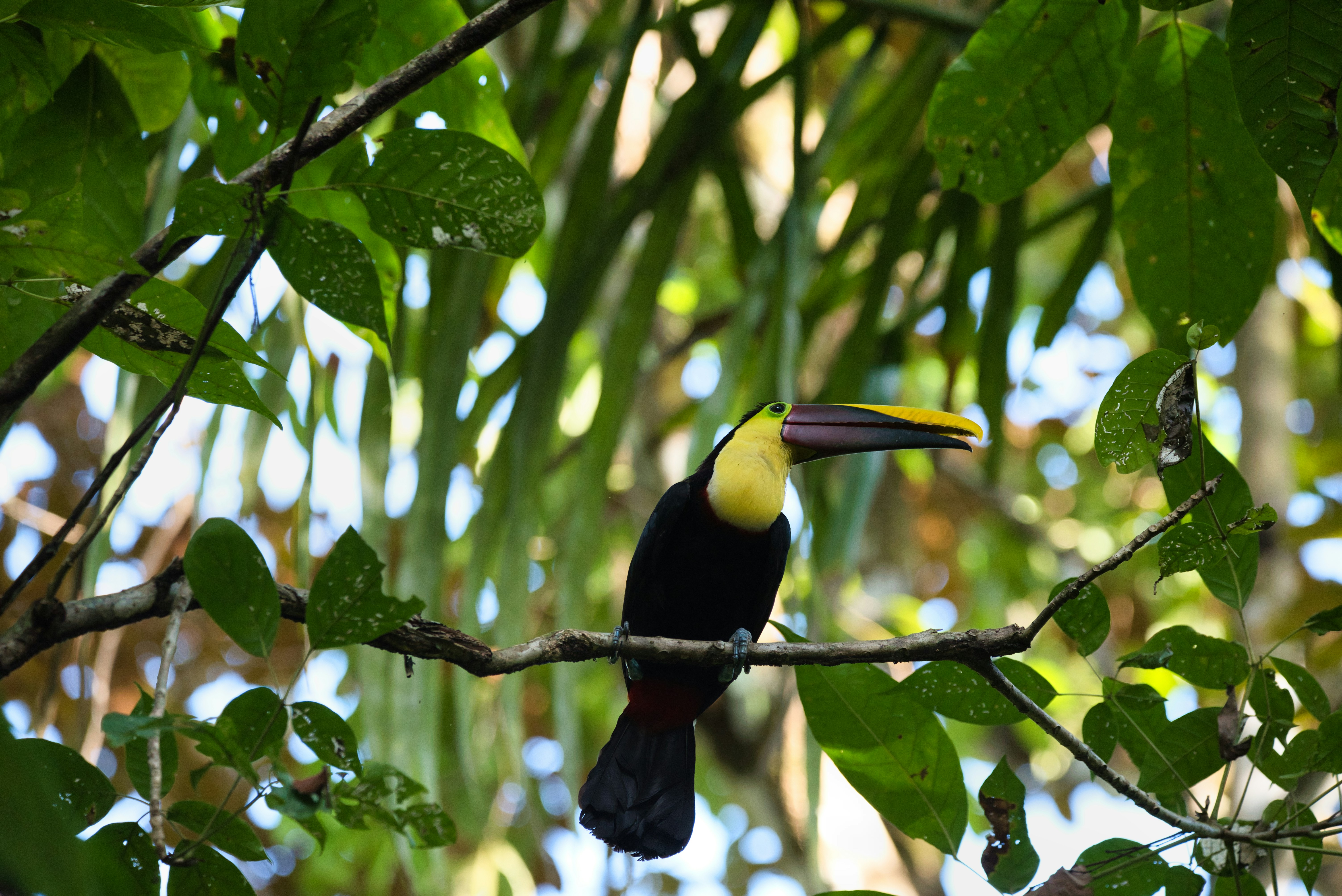 A bird perched on a branch photo – Free Manuel antonio national park ...