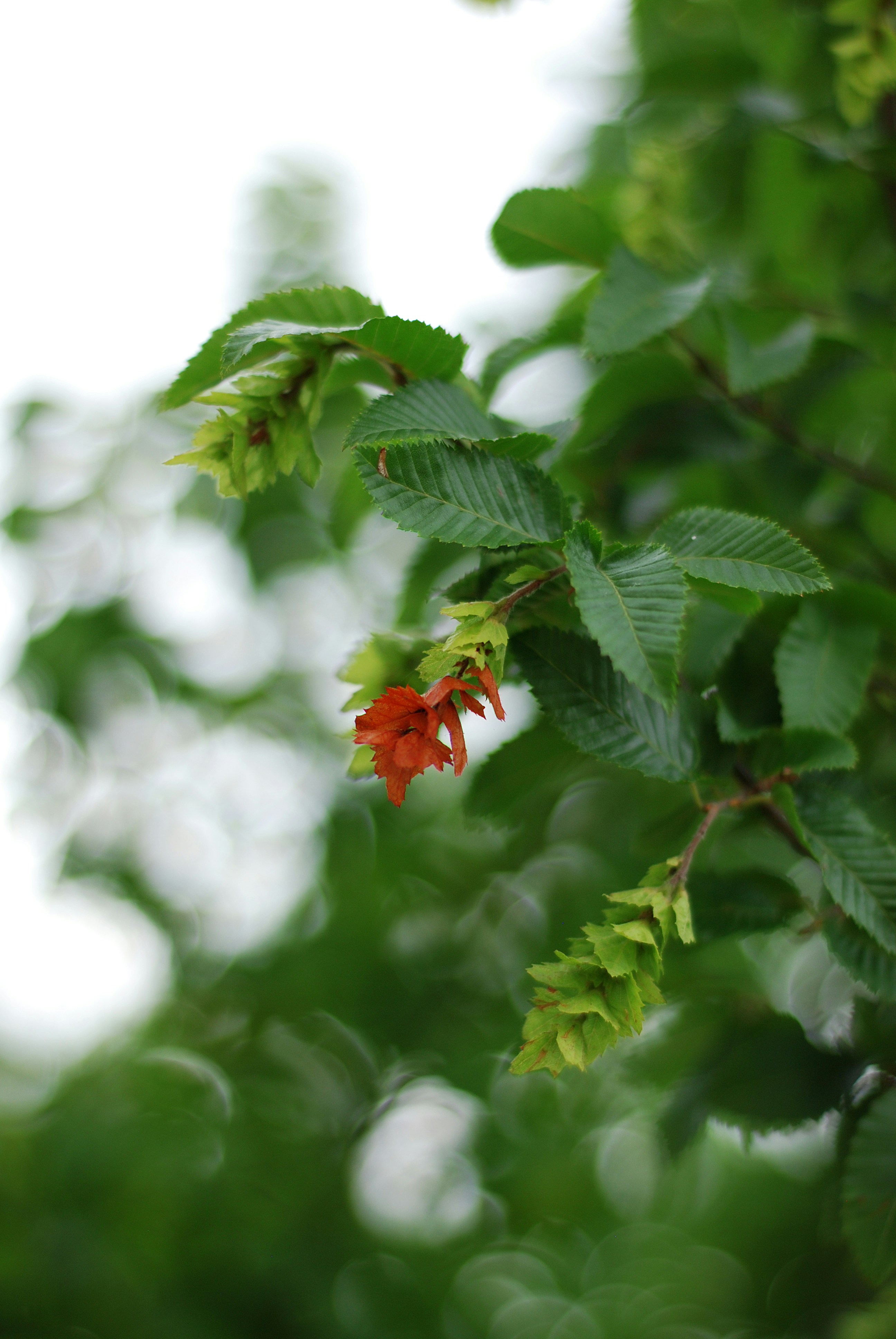 Crimson Pendant Bloom Amid Serrated Green Foliage