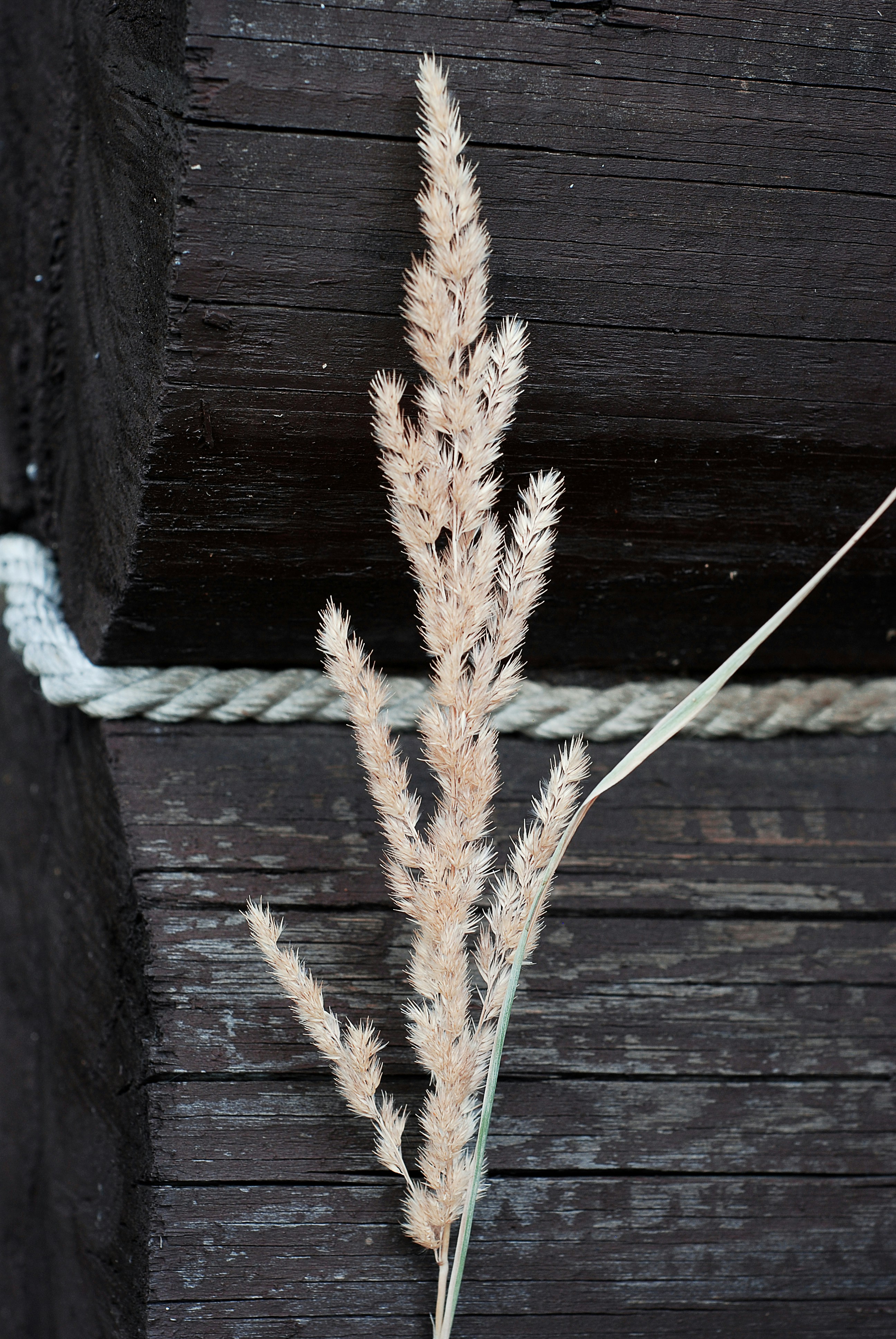 Plant on the background of a wooden wall