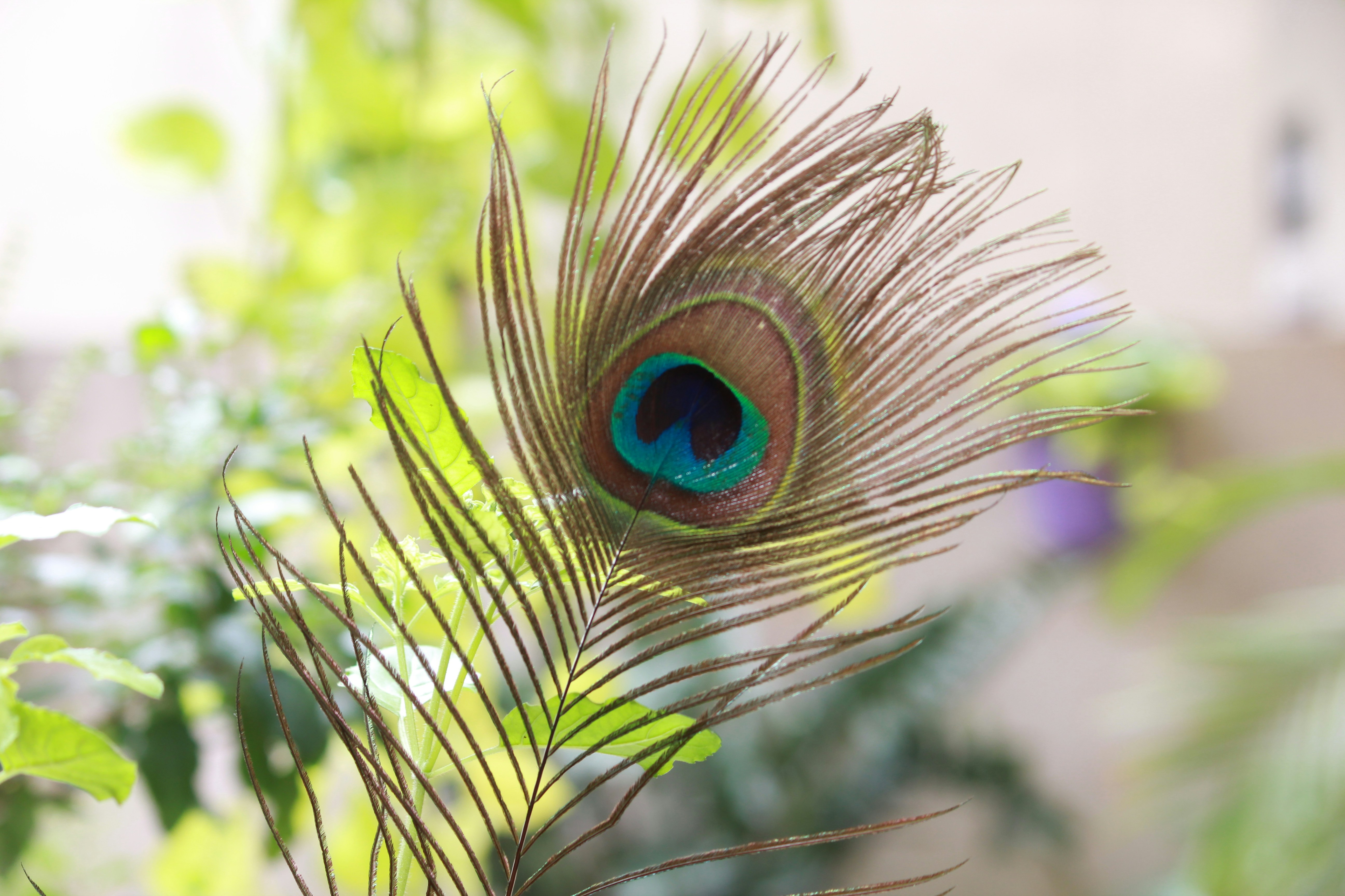 a close up of a bird's eye