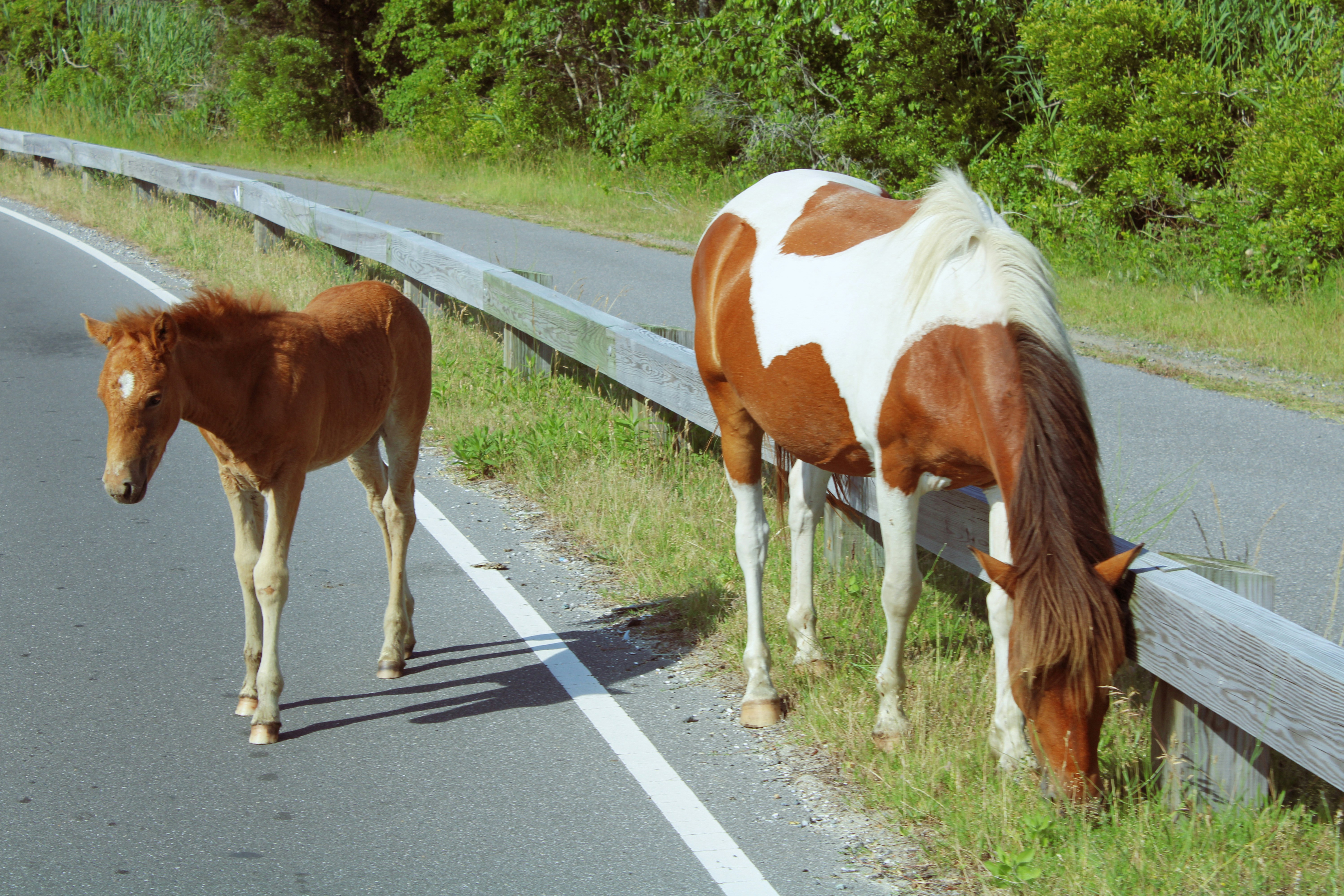 Guardrail Companions: A Pinto and Chestnut Pause on the Quiet Road
