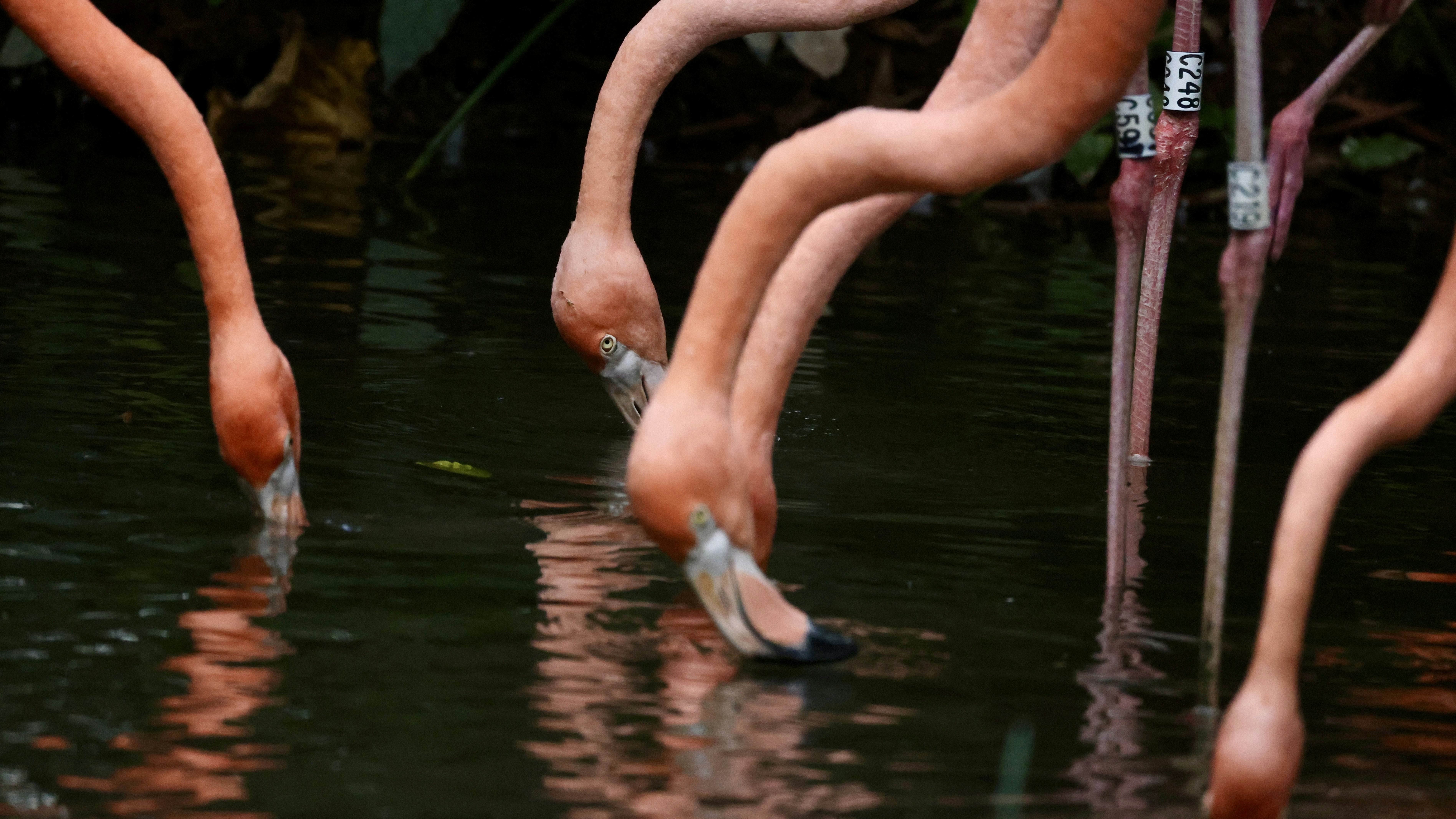Graceful Beads of Dawn: Flamingos Slurping at the Margins