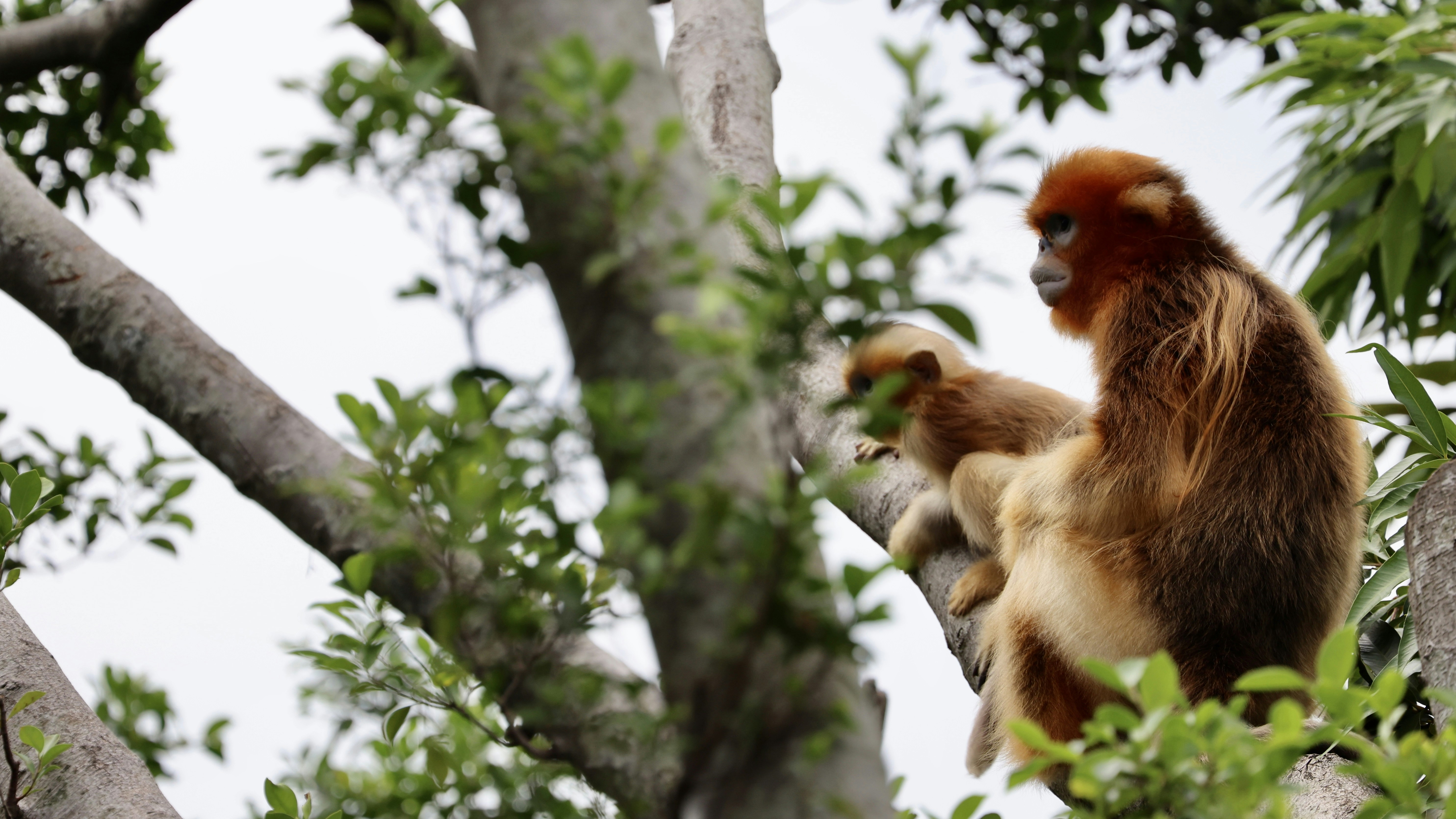 Un mono sosteniendo a un mono bebé foto – Imagen de Animal gratuita en ...
