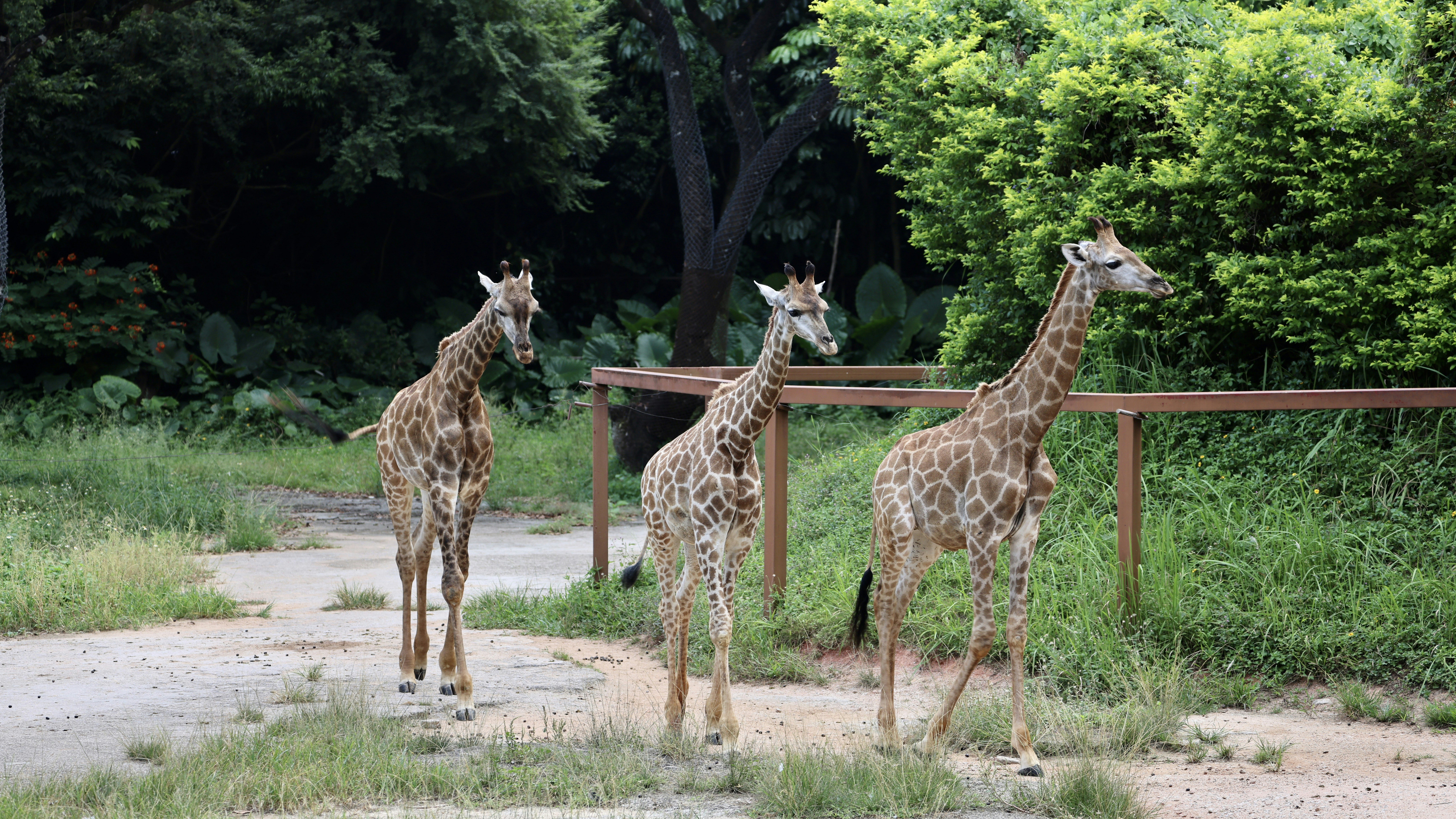 Three Giraffes Pause Along a Rustic Railside in a Lush Enclosure