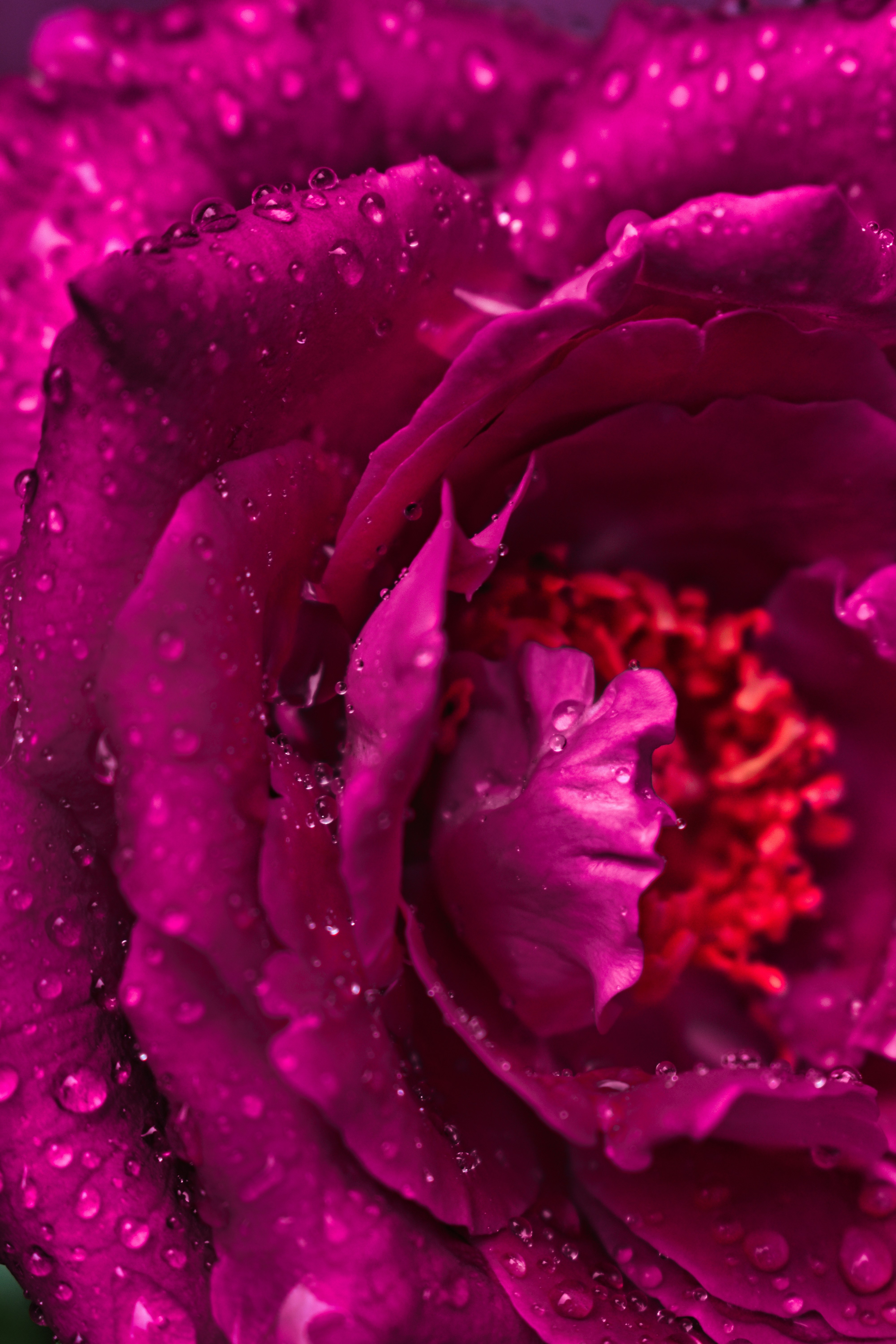 Petal Confluence: Macro Study of a Pink Rose in Dew