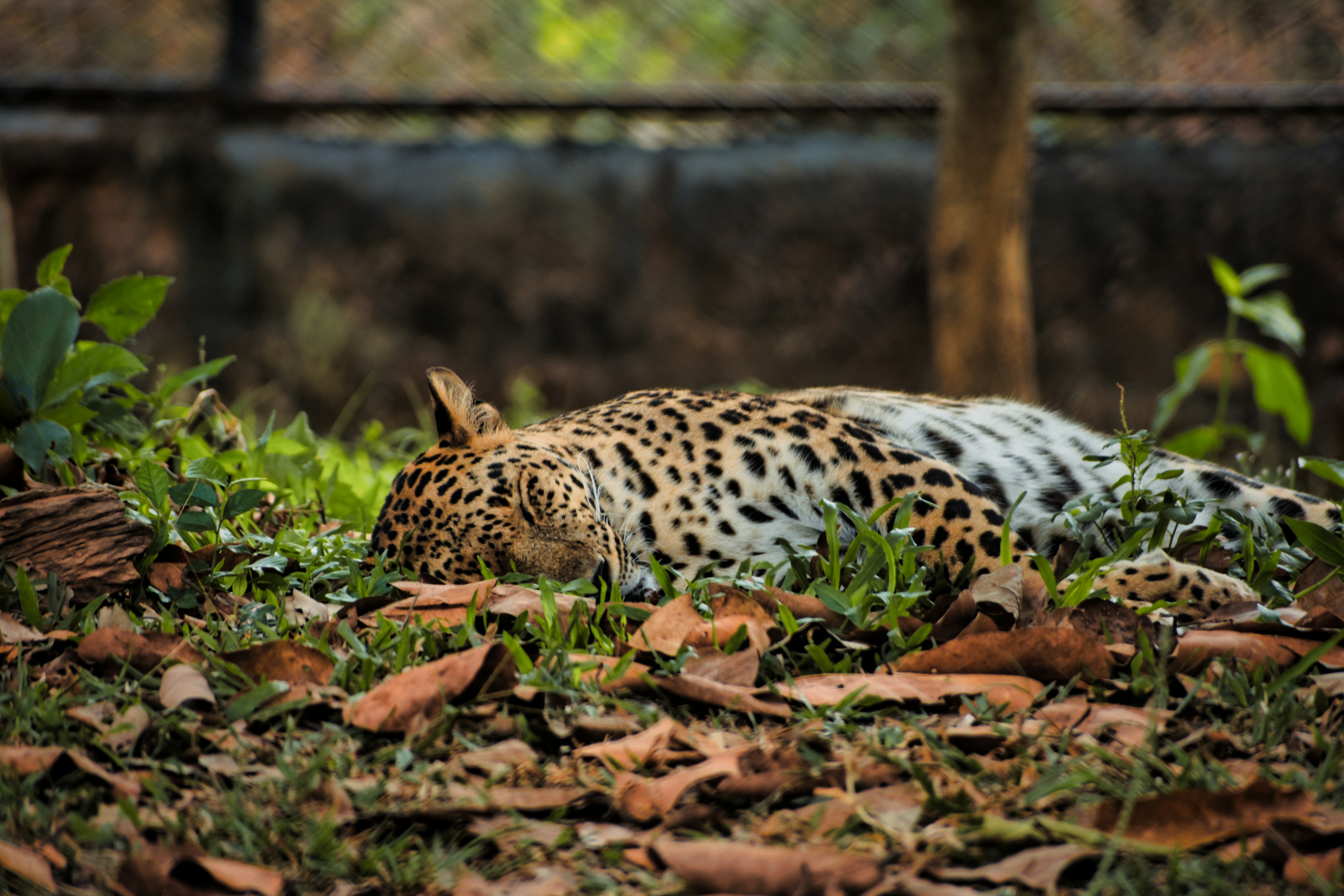A spotted spotted spotted animal lying on the ground photo – Free ...