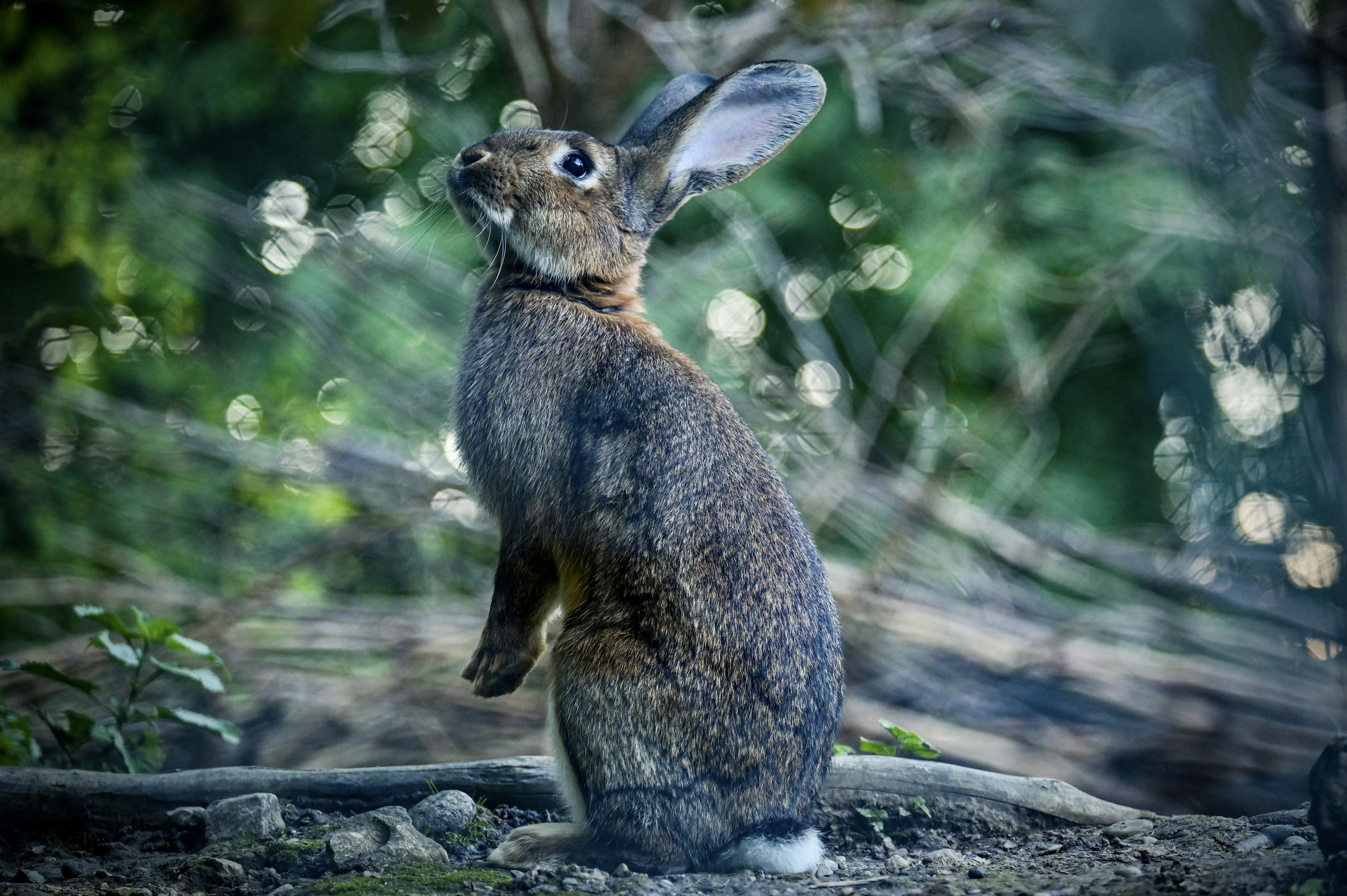 A rabbit sitting on a log photo – Free Rabbit Image on Unsplash