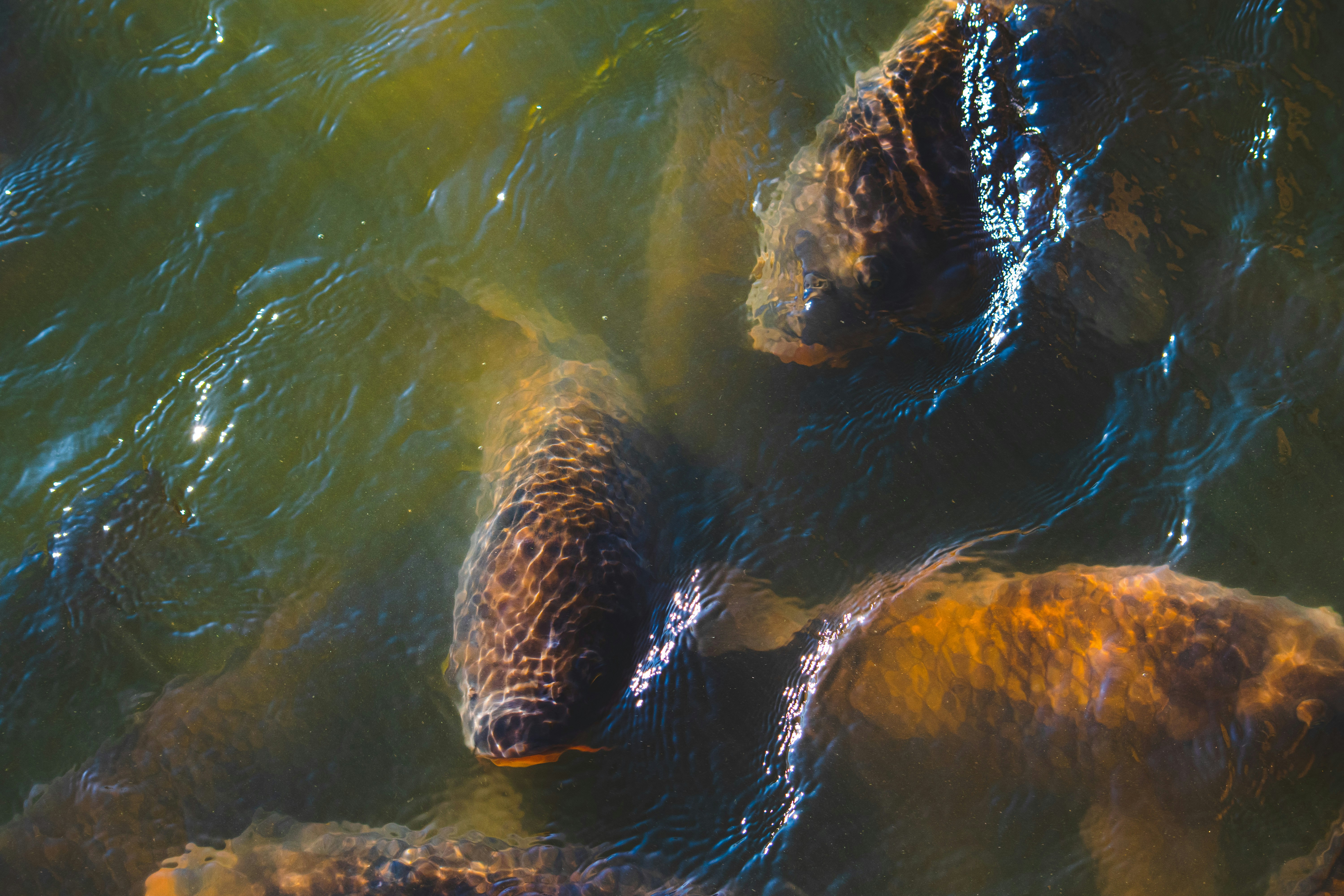 A seal swimming in water photo – Free Carp Image on Unsplash