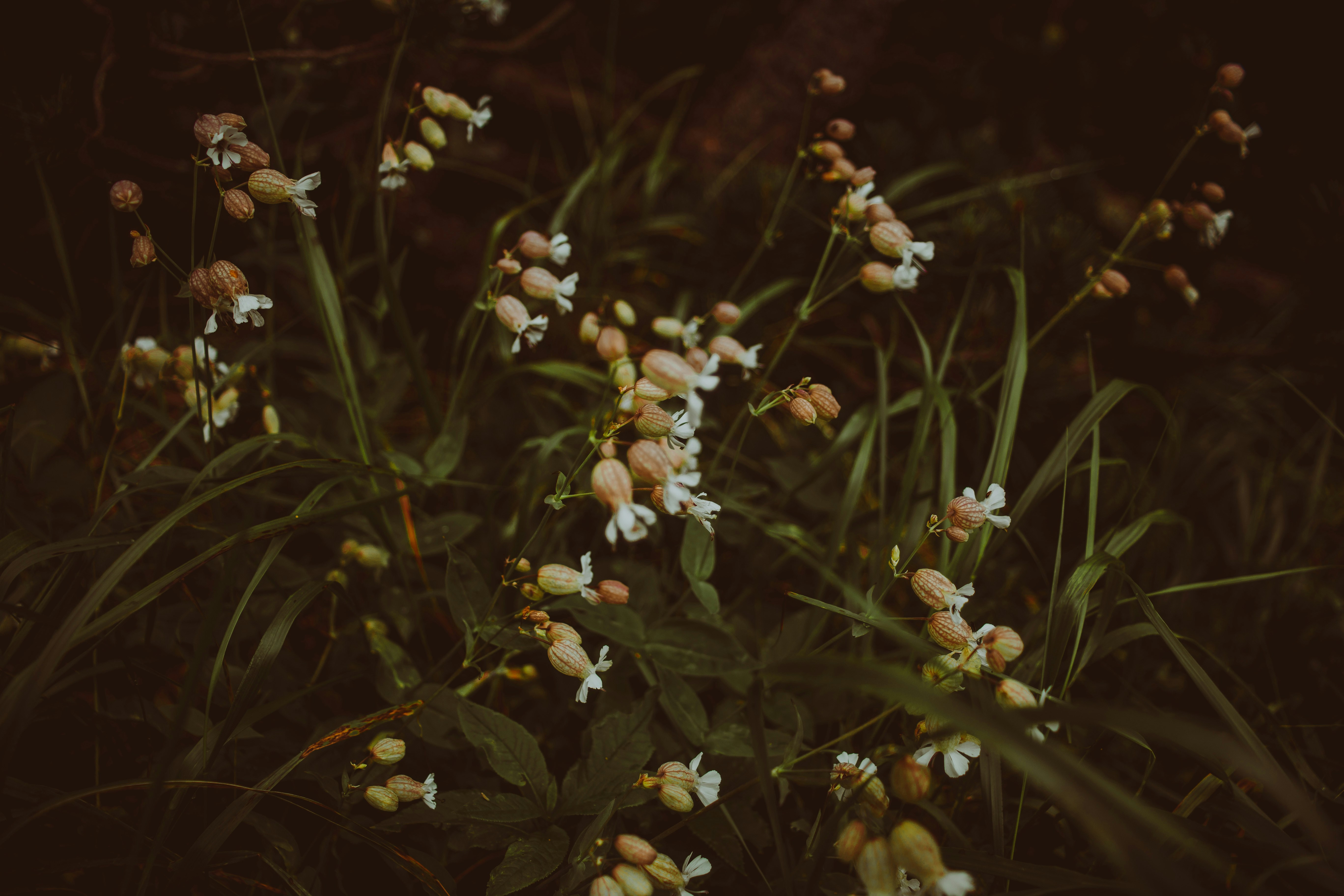 Delicate wildflowers nestled among lush green grass, capturing the essence of a tranquil woodland scene.