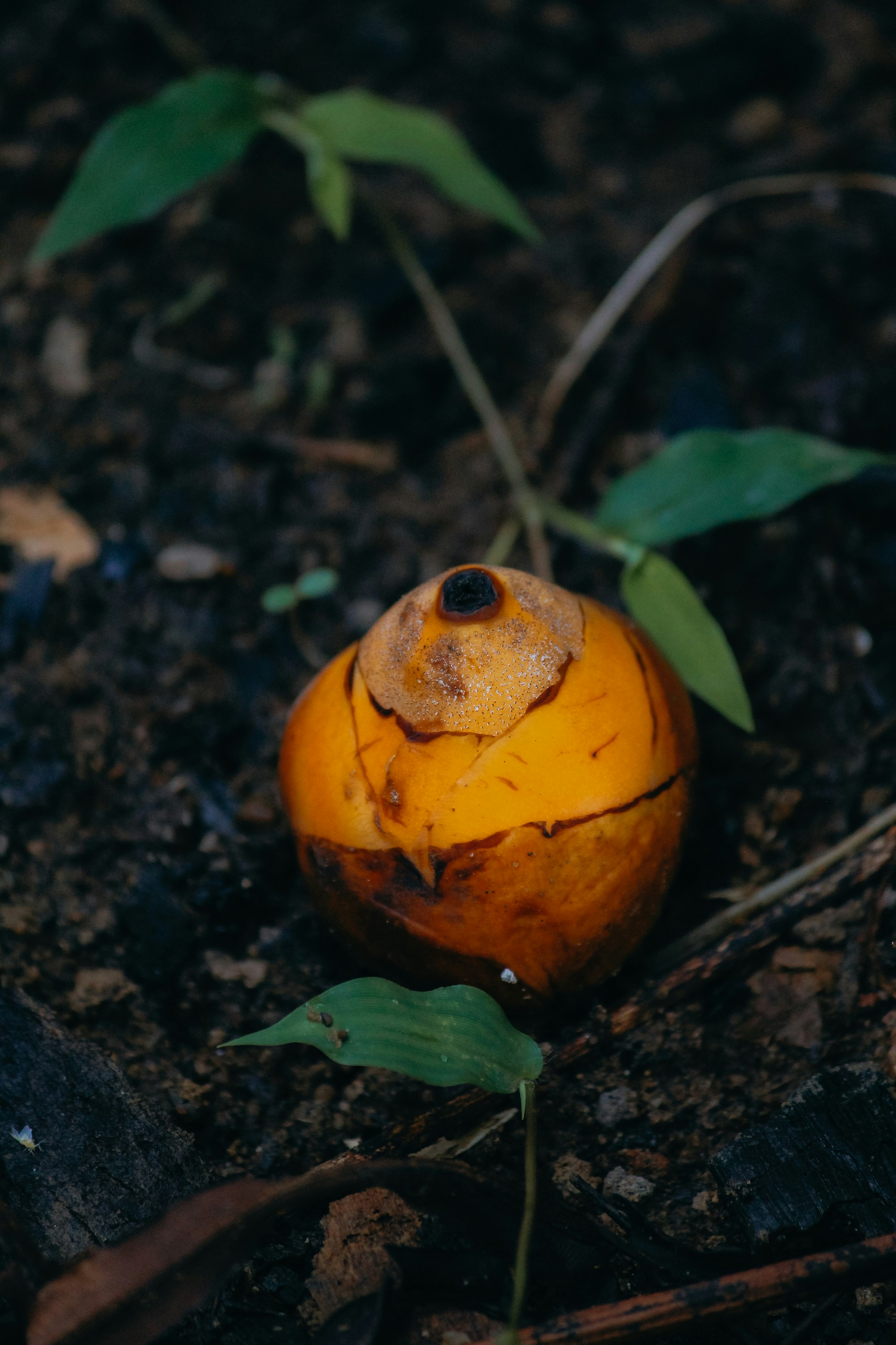 A monkey coconut