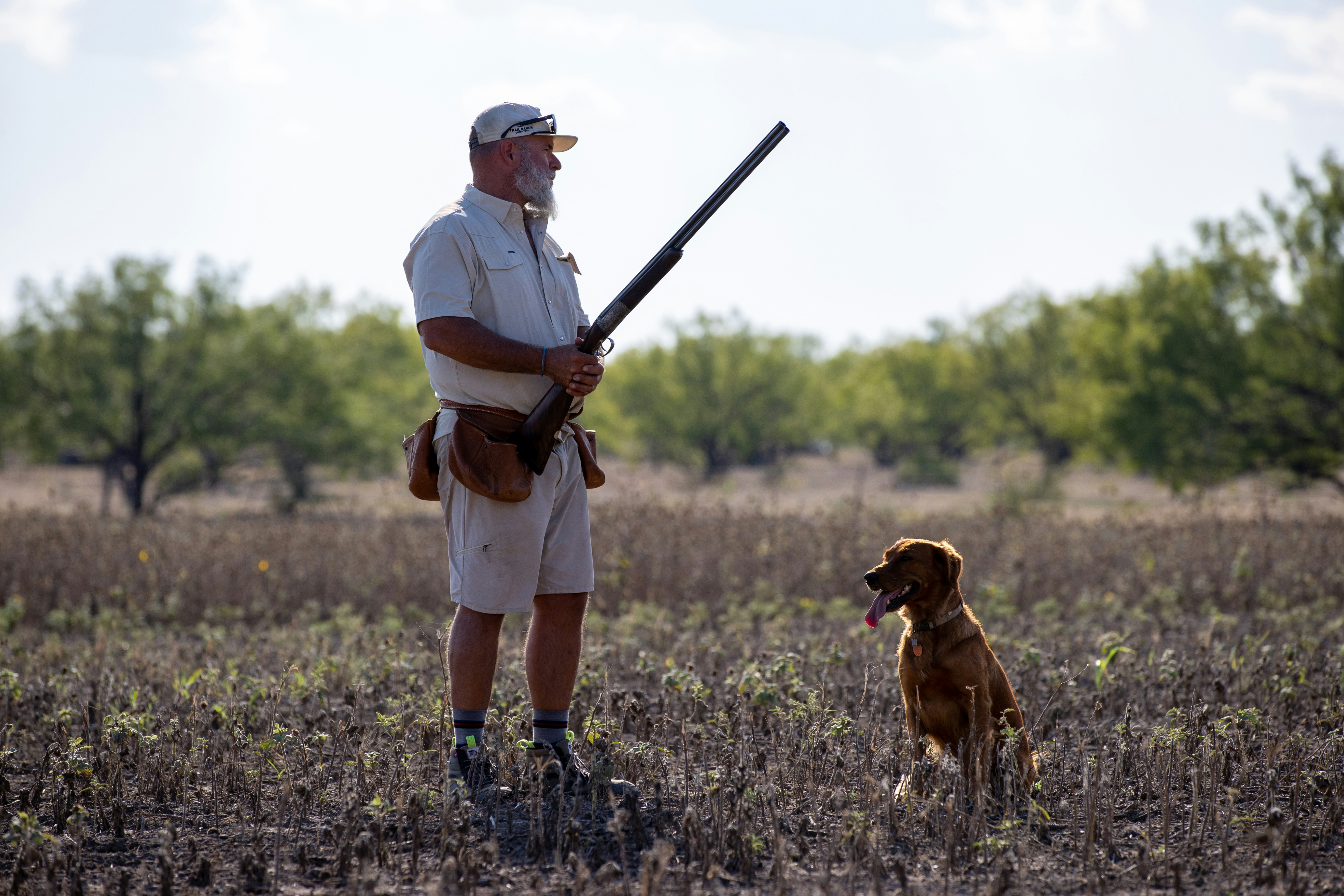 Standby in the Prairie: Hunter and Hound in a Sunlit Scrub Field