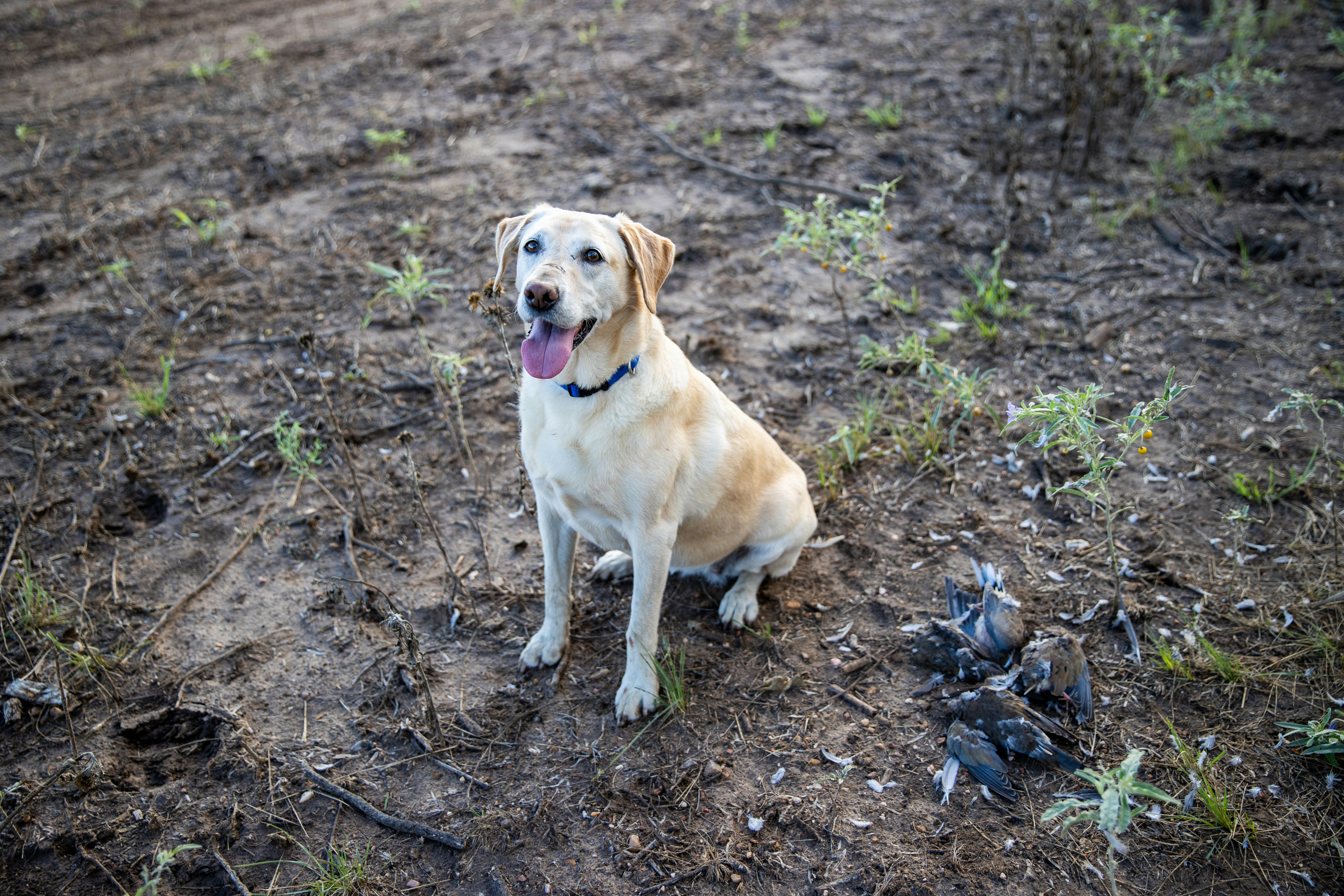 Grounded Grin: Labrador in a Dusty Clearing with a Blue Toy Nearby