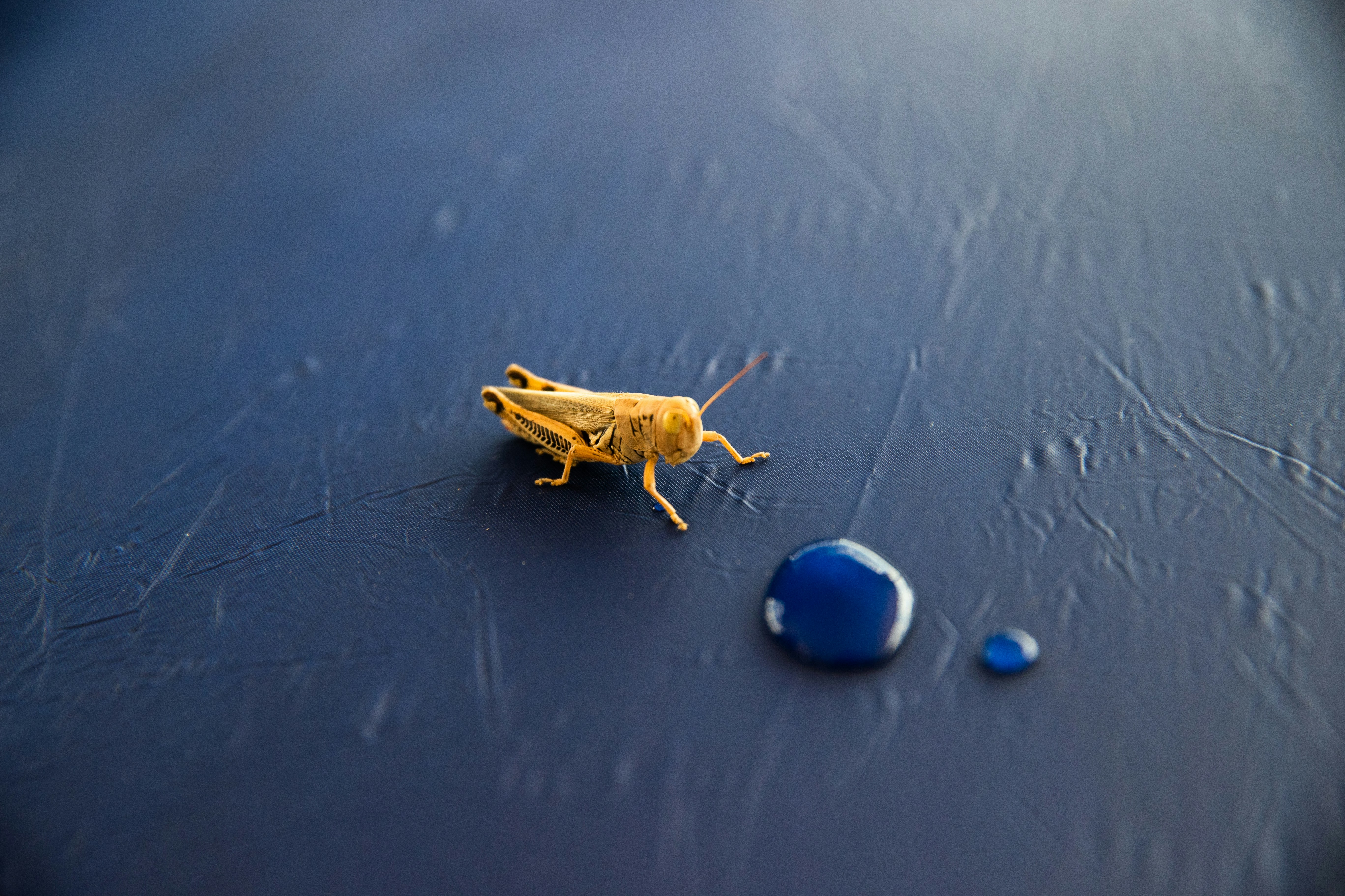 a yellow bug on a blue surface