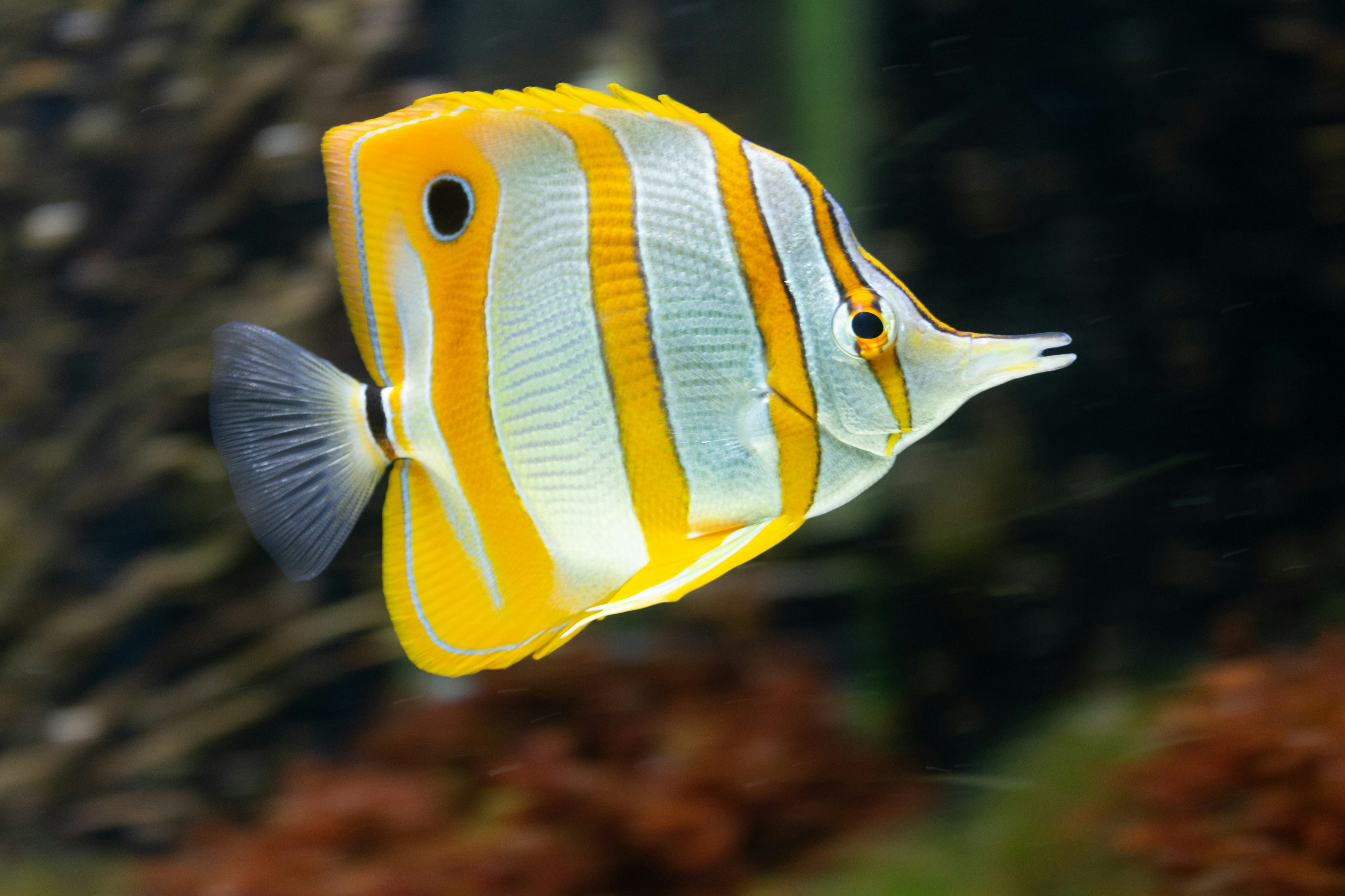 Striped butterflyfish gracefully swimming through a vibrant underwater habitat, showcasing its distinctive yellow and white patterns.