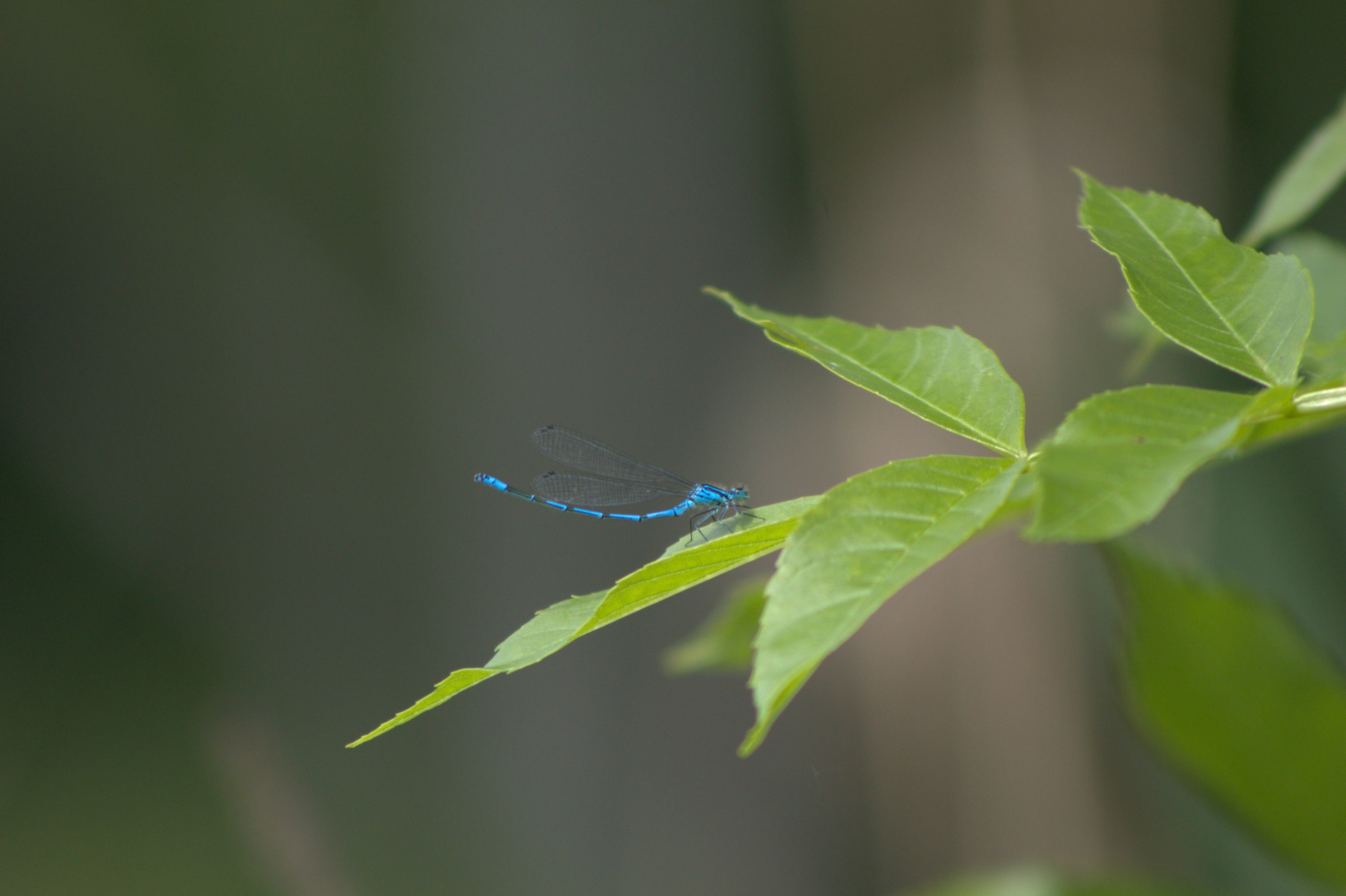 a dragonfly on a leaf