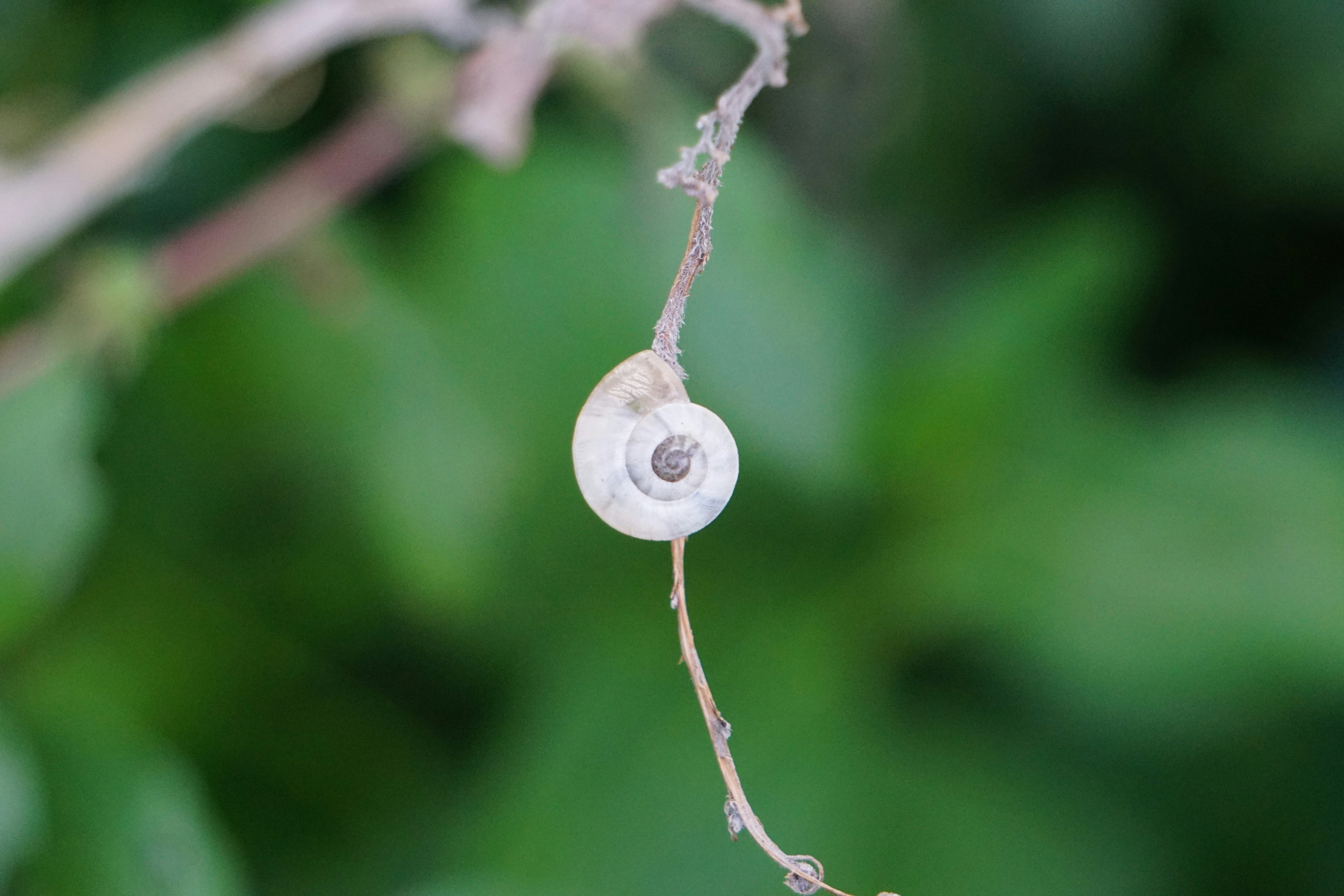 Delicate Spiral on a Whispering Vine
