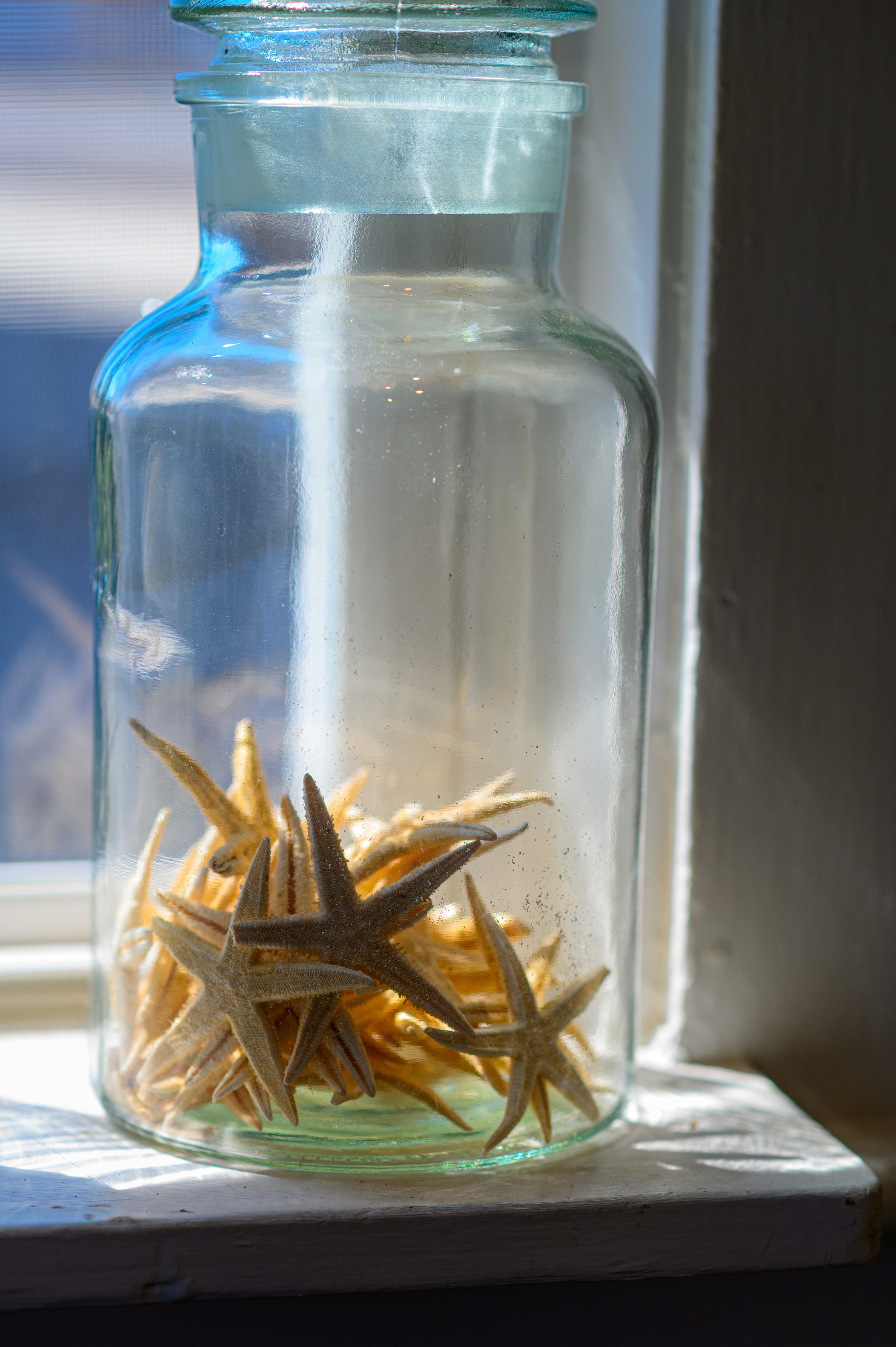 A fish in a glass bottle photo – Free Usa Image on Unsplash