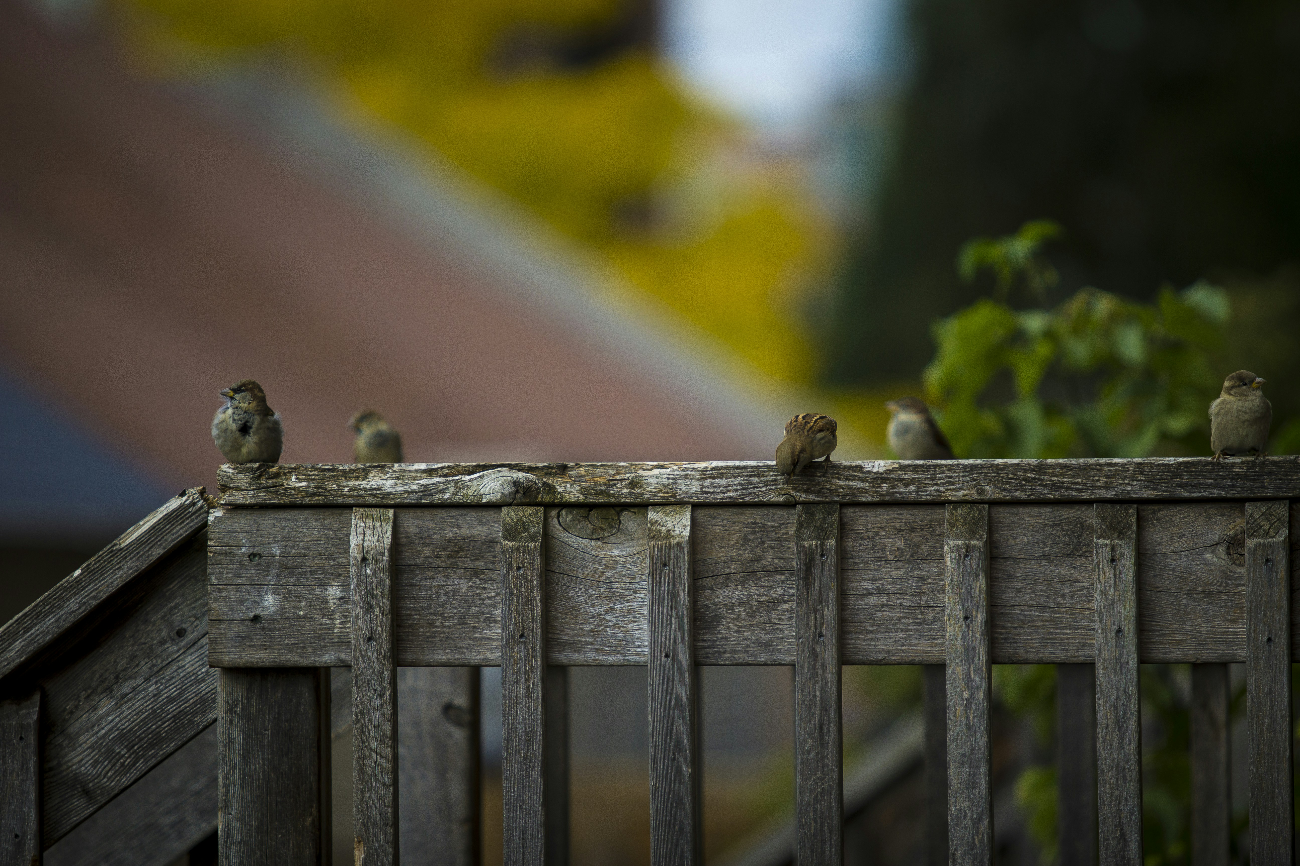 A group of birds sit on a fence photo – Free Chilling bird Image on ...