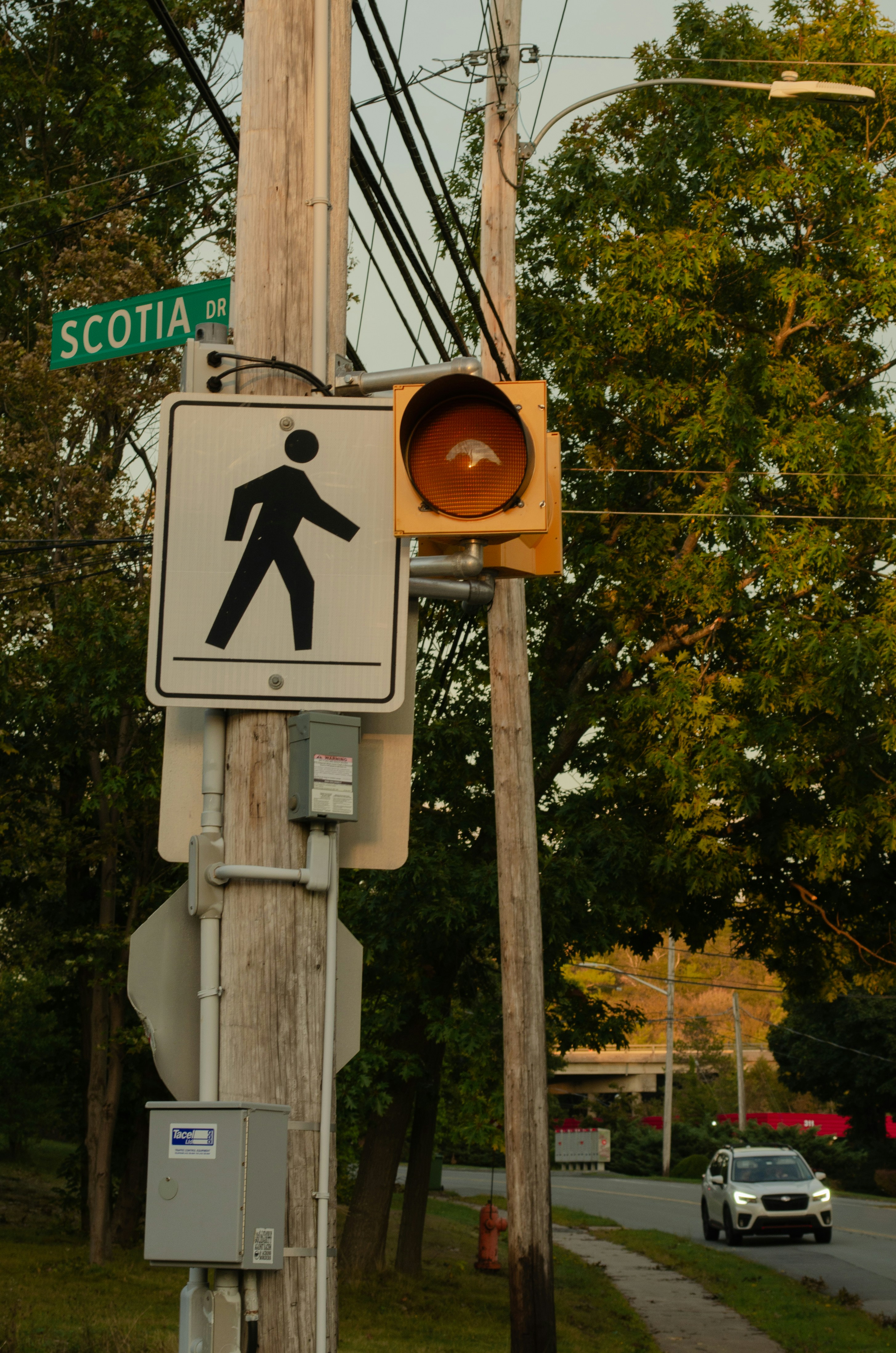 Scotia Drive Intersection: Pedestrian Sign and Orange Signal in Late-Day Light
