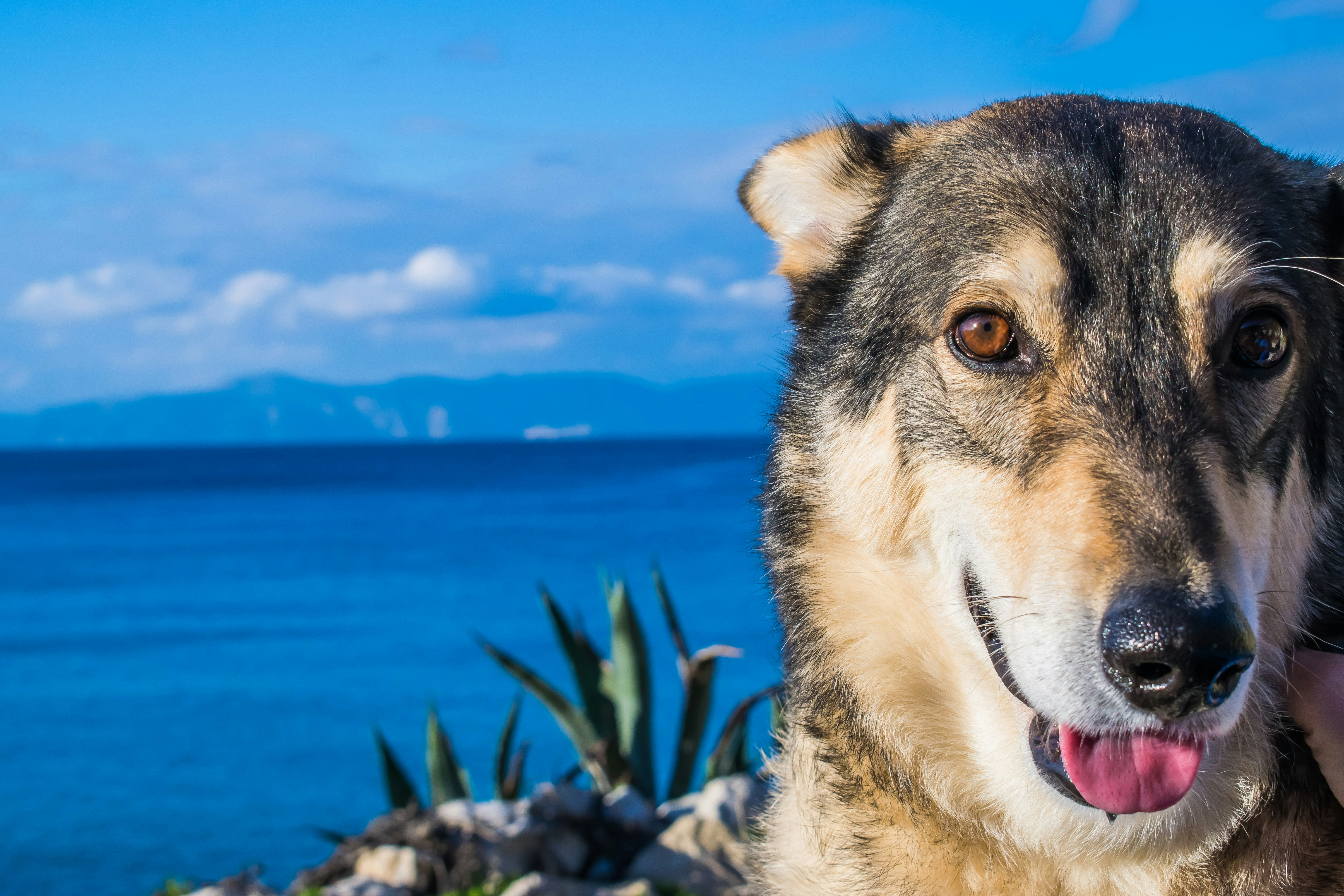 Azure Coast Close-Up: A Beaming Dog Portrait by the Sea