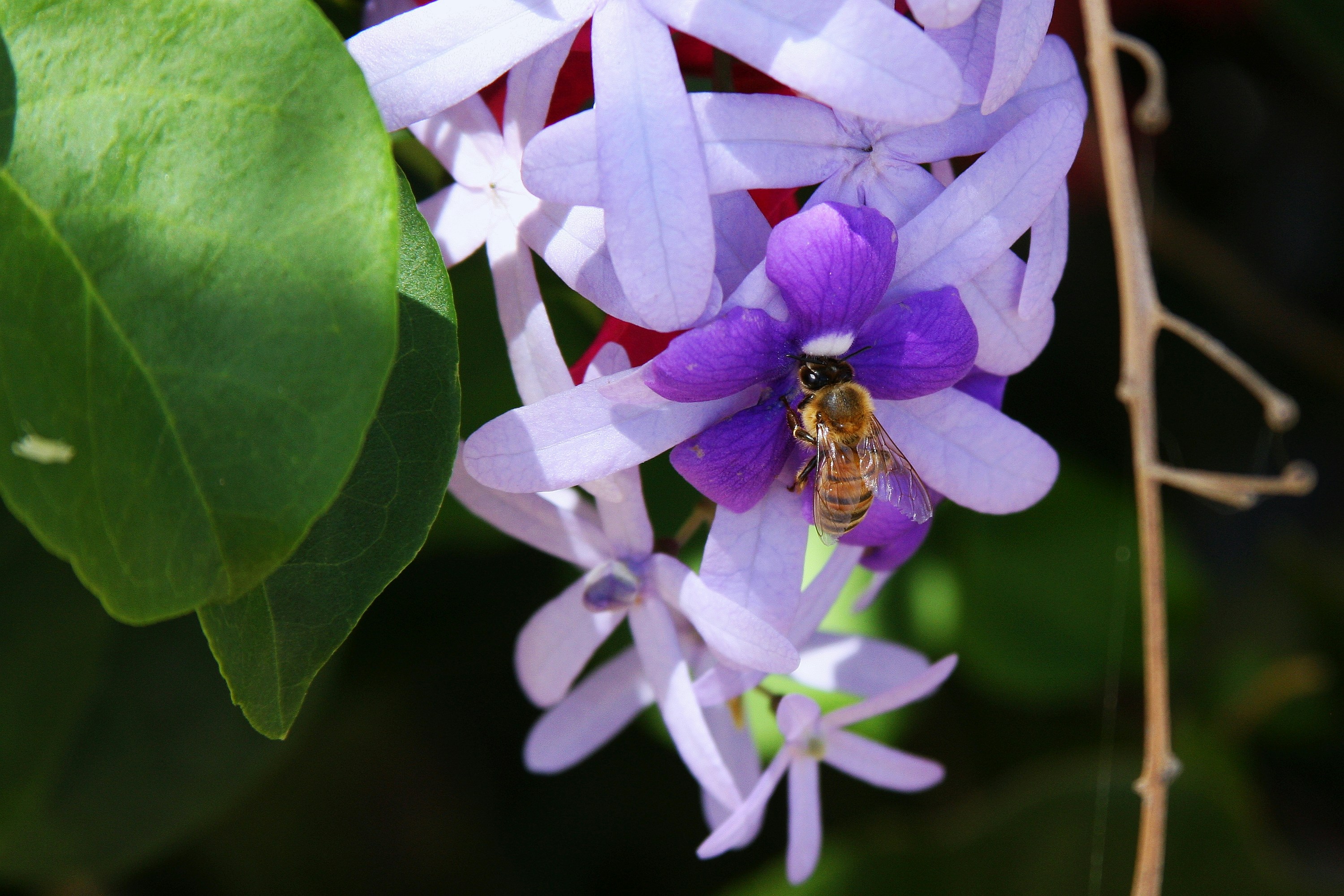 Beeline on Lavender Spikes: A Bee Among Purple Blooms