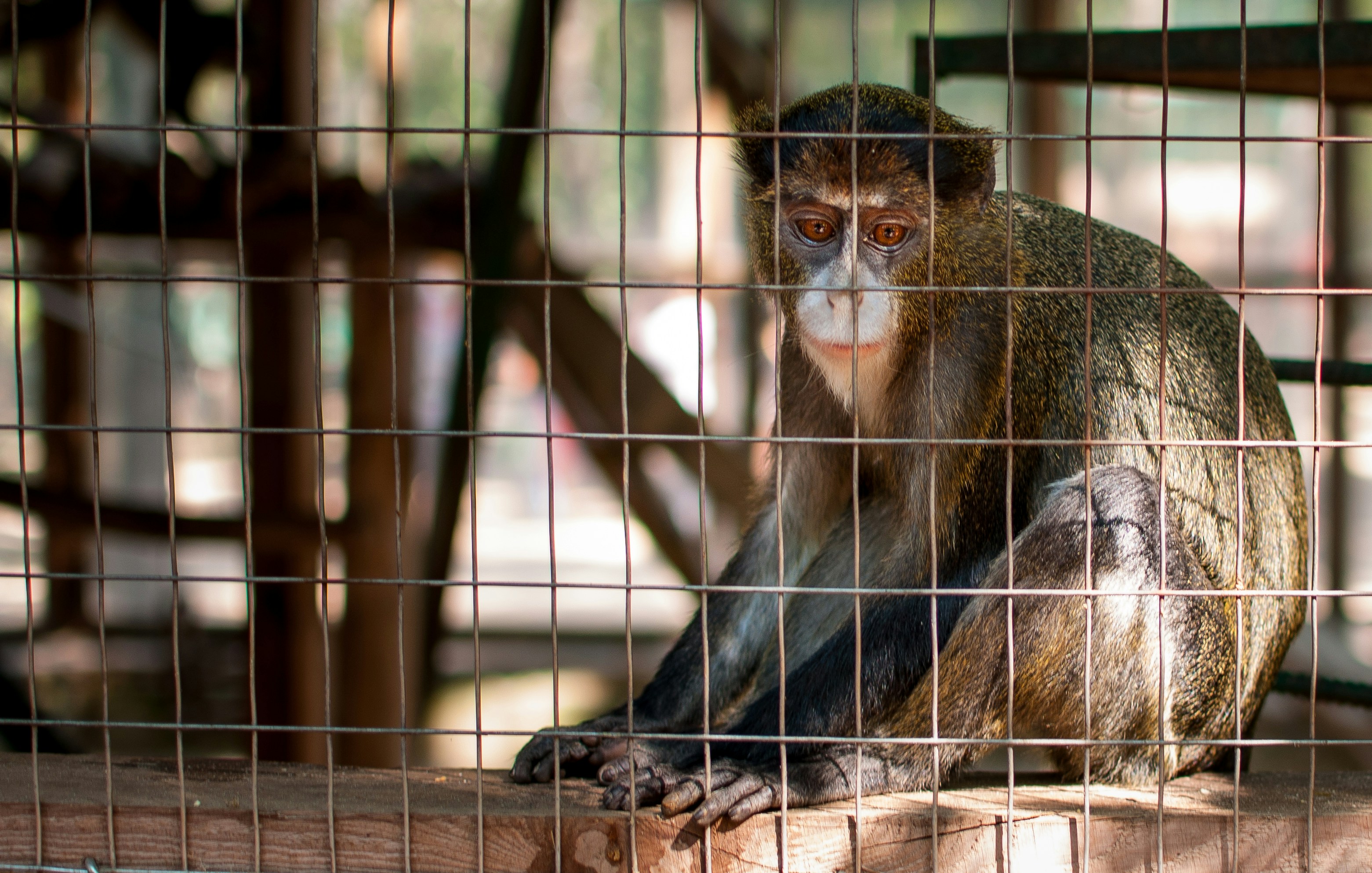 A monkey sitting on a wooden ledge, gazing thoughtfully through a wire enclosure. The scene captures the essence of captivity and contemplation.