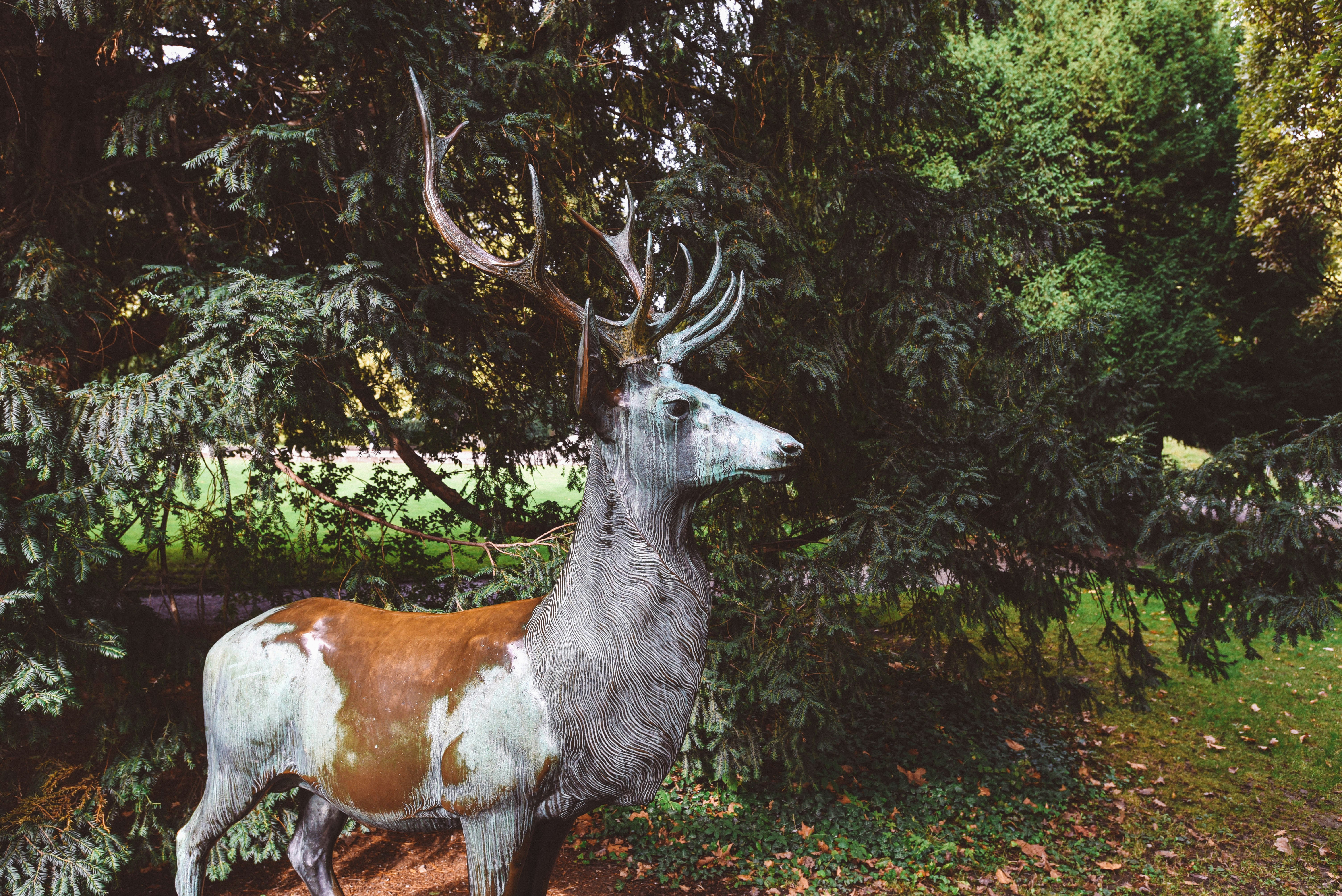 Majestic Stag in Dappled Park Light