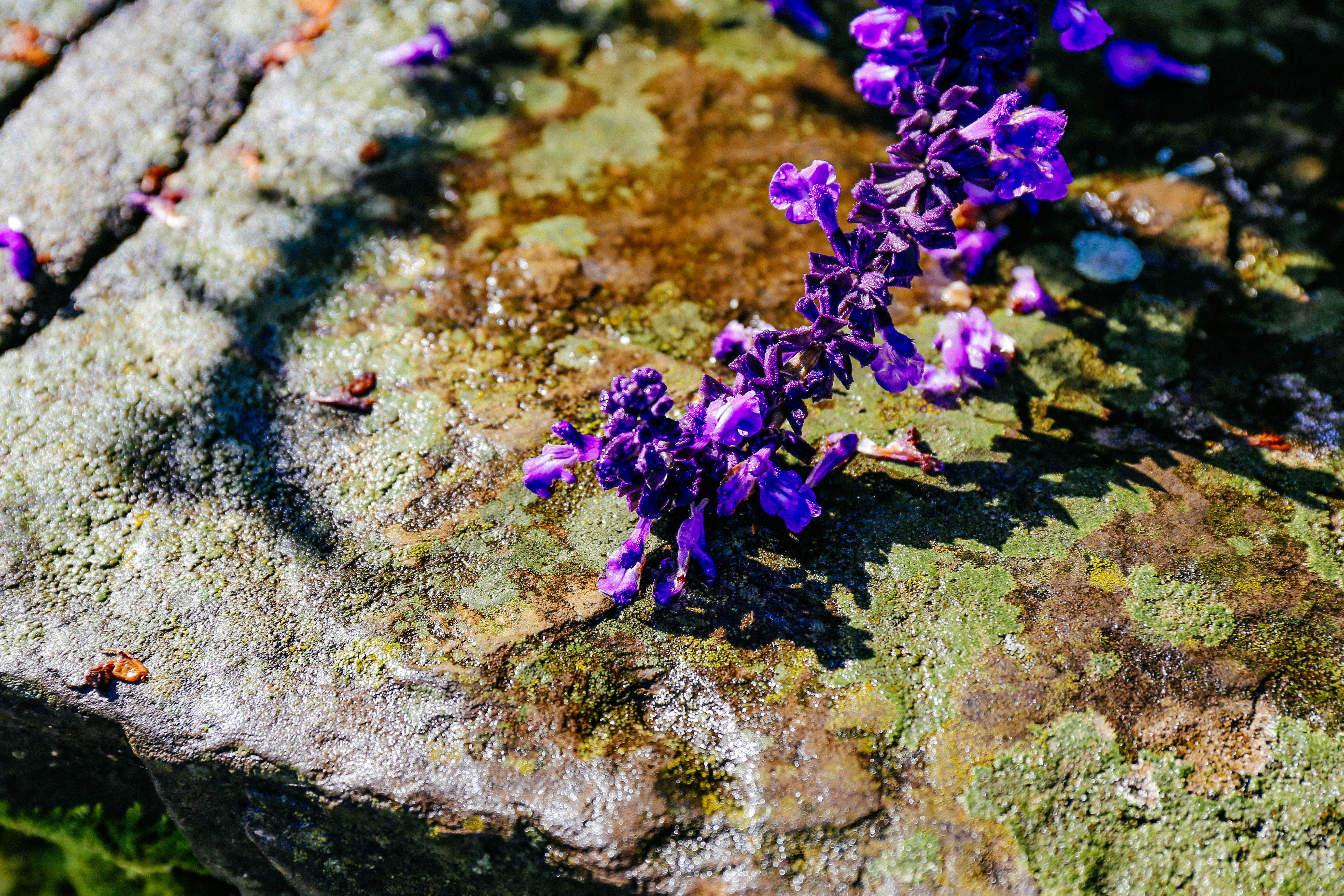 Flores púrpuras en una roca foto – Imagen de Flor gratuita en Unsplash