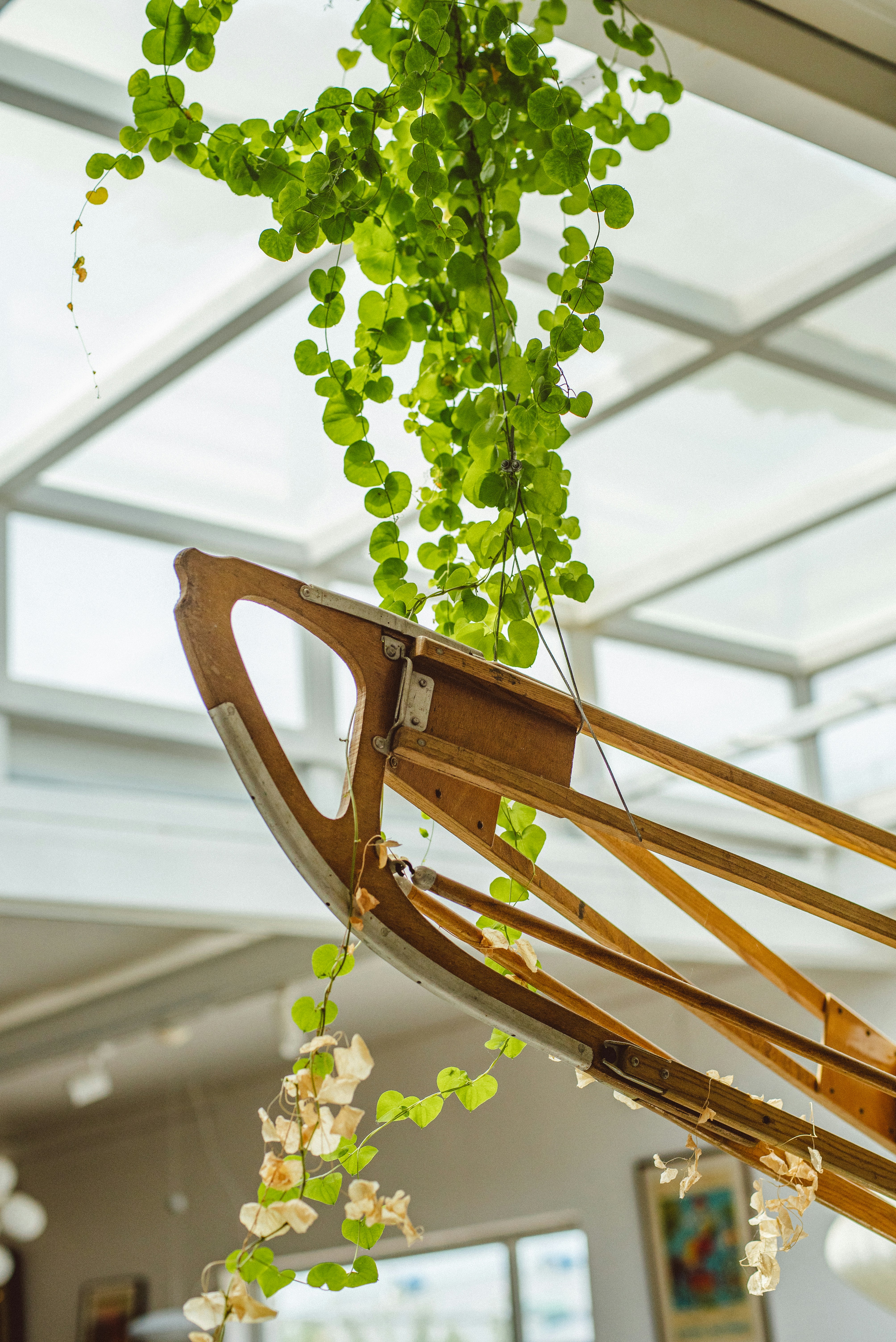 Green Veil Over a Vintage Sled: Suspended in a Glasshouse