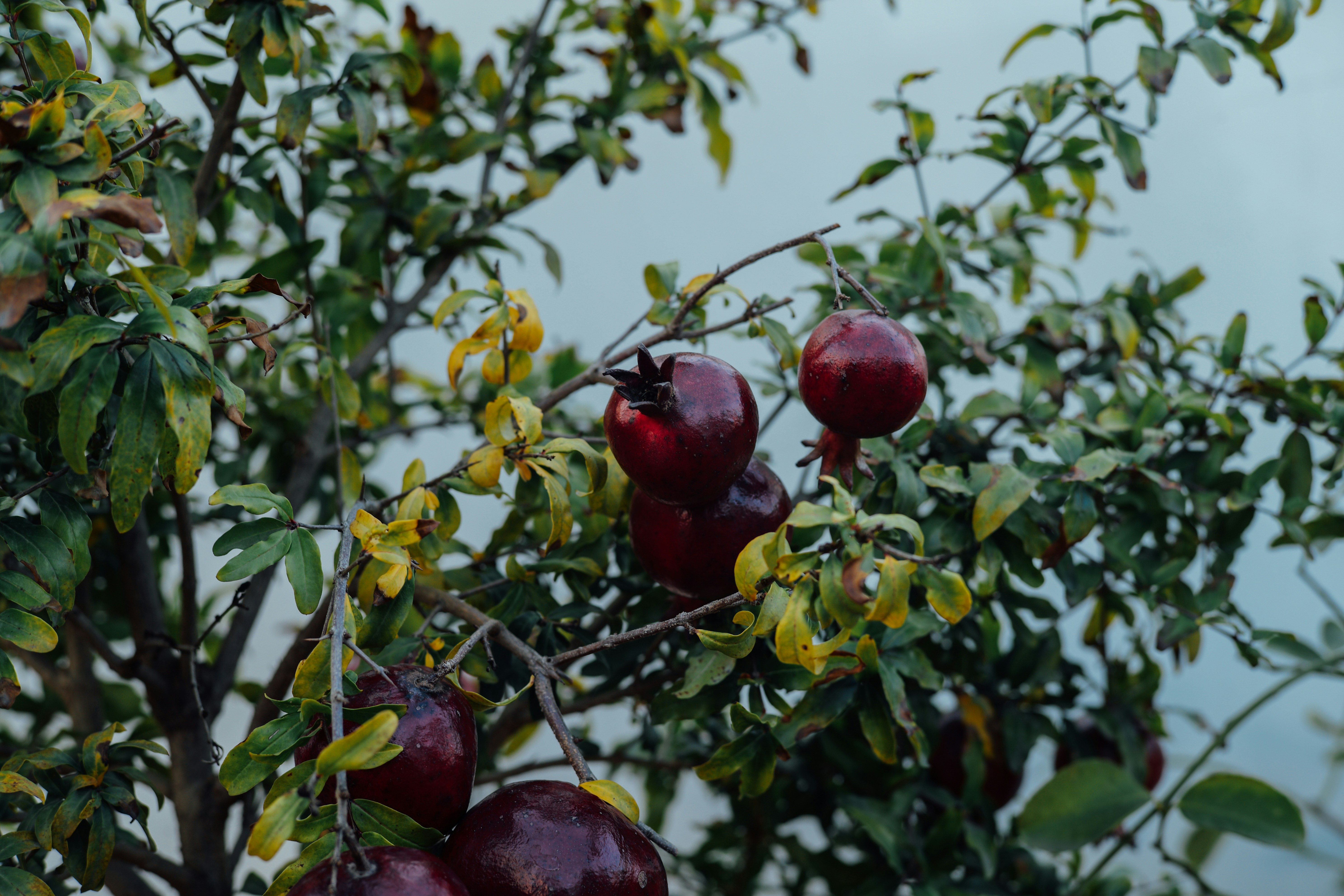 Foto Un árbol con frutos – Imagen Planta gratis en Unsplash