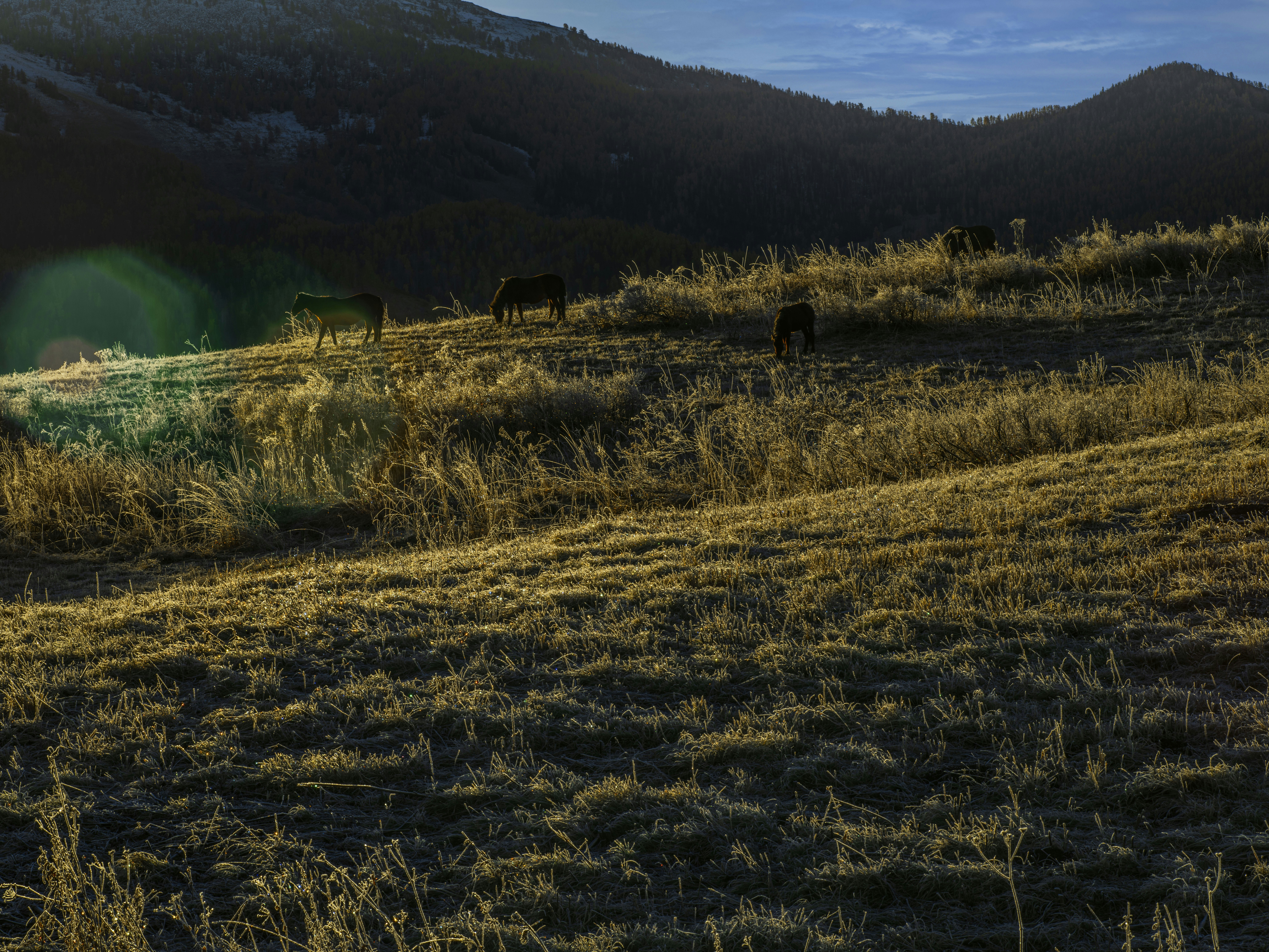 Herd of cows grazing on a frost-kissed hillside under a soft morning light. The landscape is framed by distant mountains, enhancing the tranquil atmosphere.