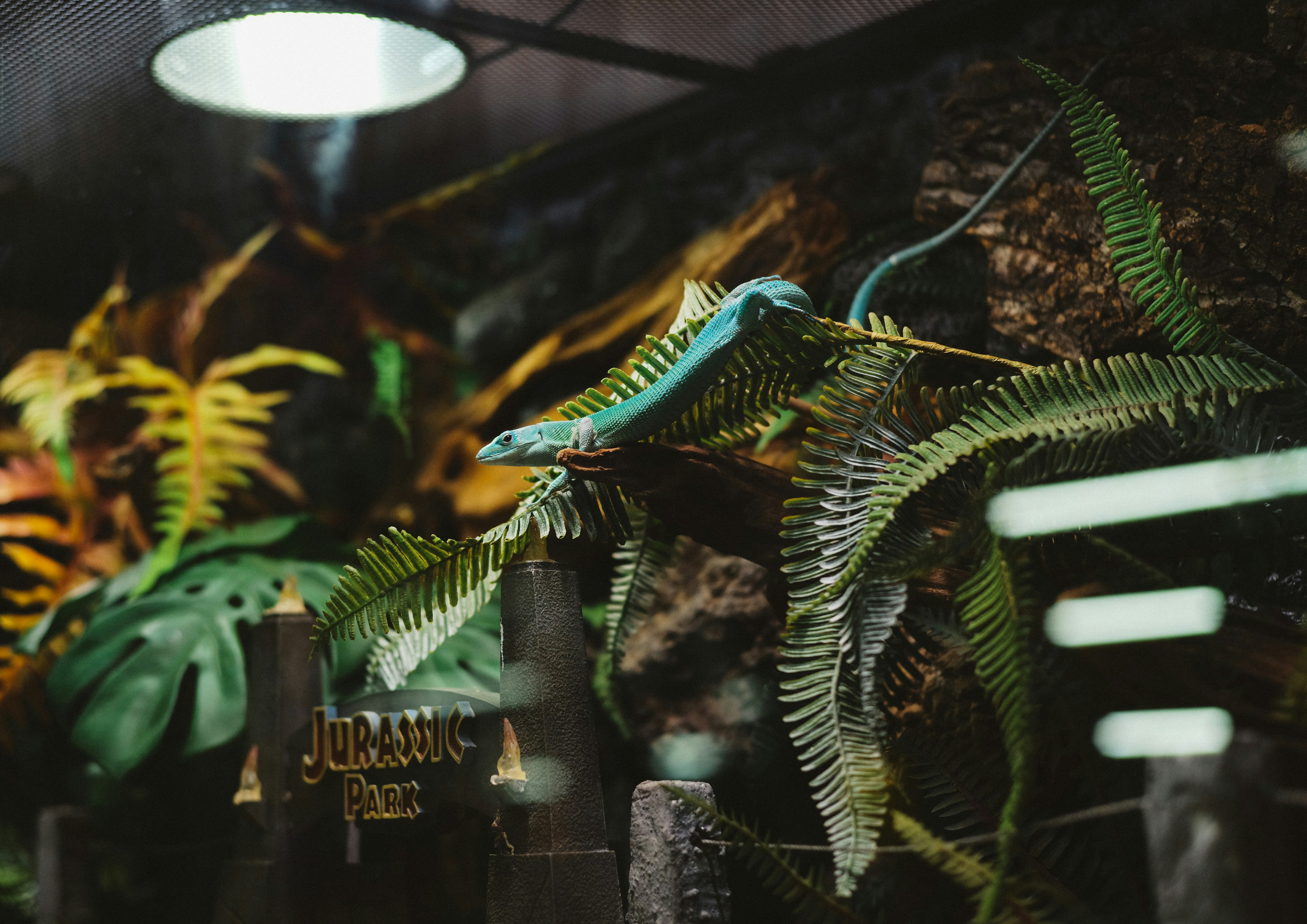 Blue Turkish Anguid Amid Ferns Above Jurassic Park Plaque