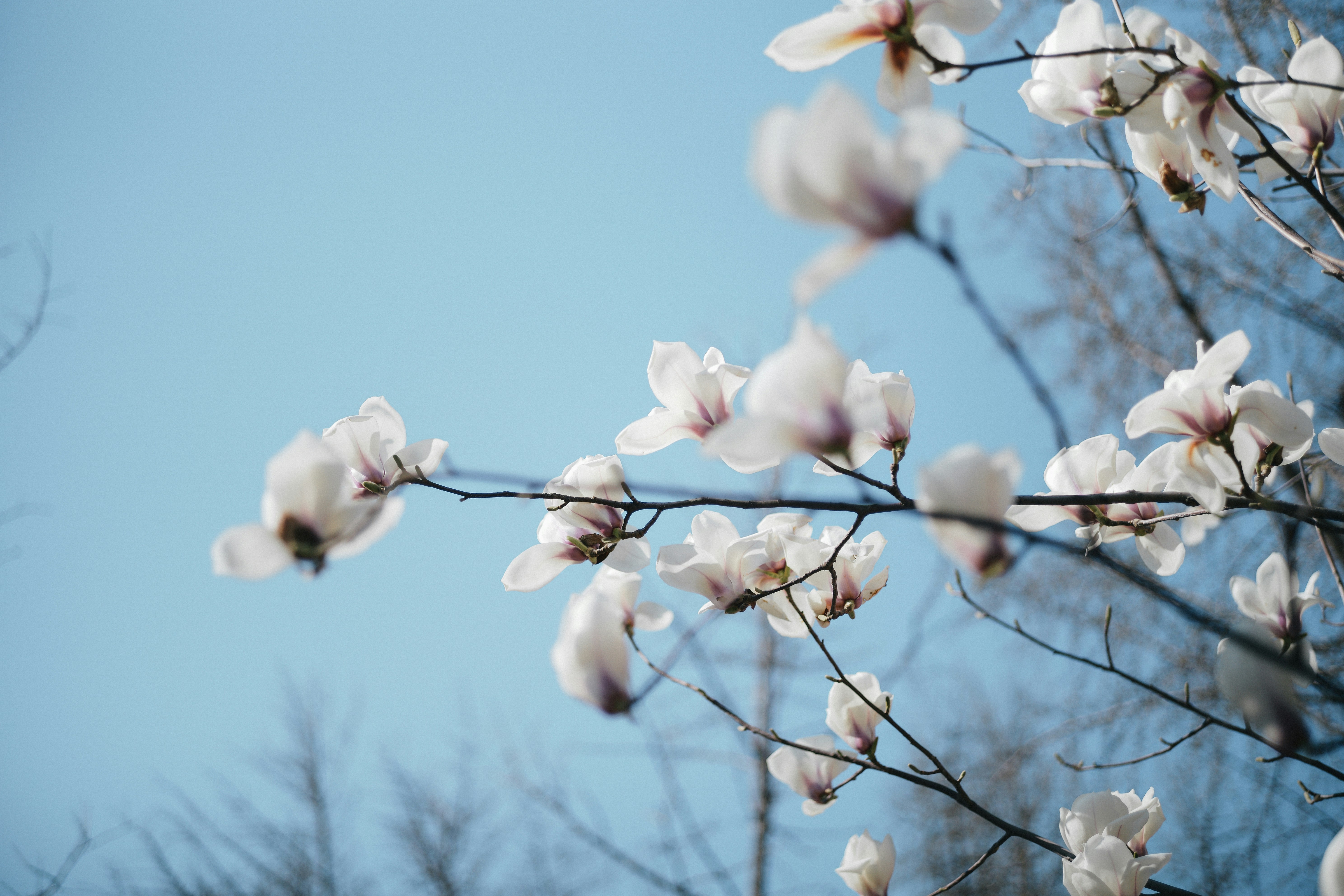 a tree with white flowers