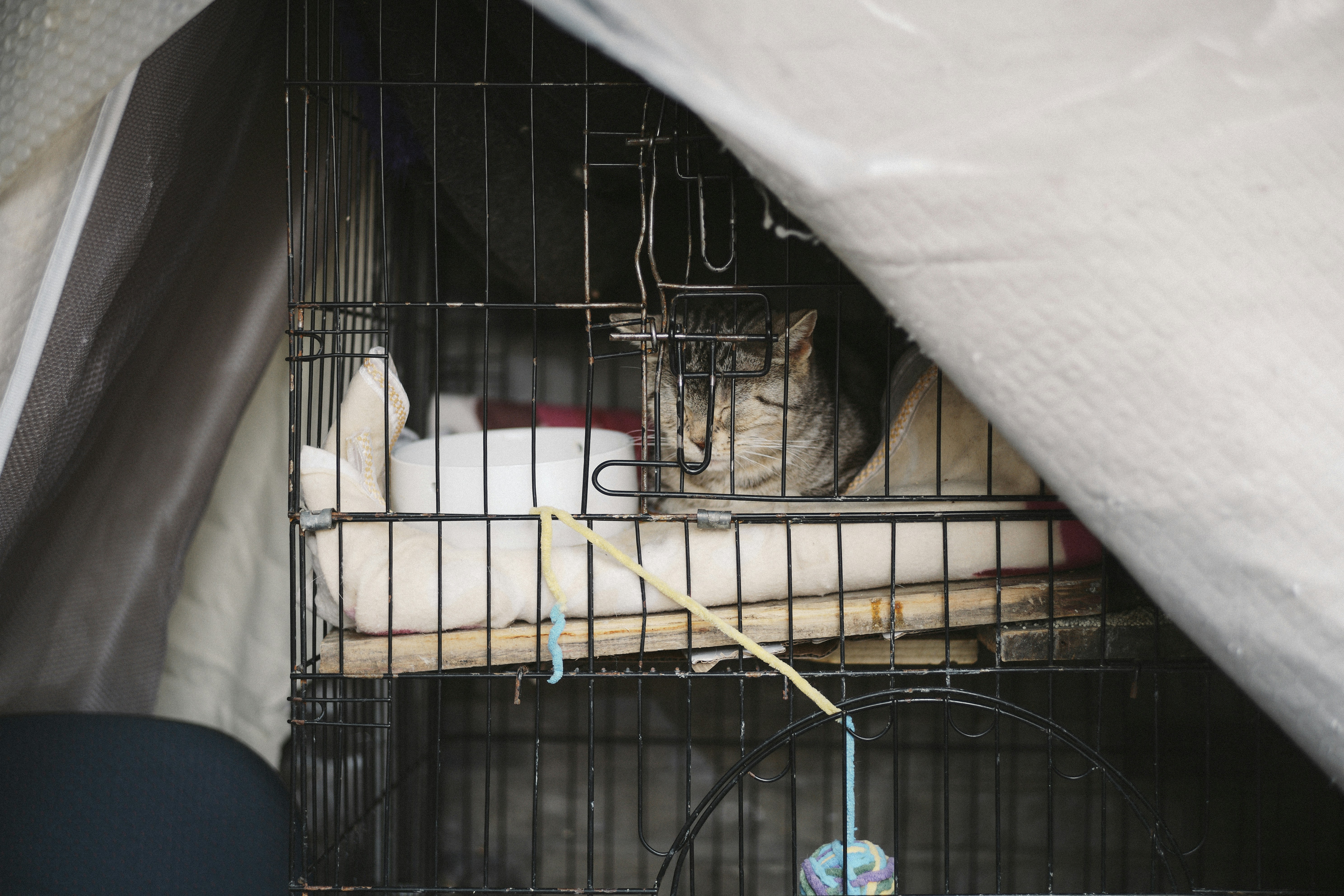 Whiskers in a Quiet Crate: Shelter Beneath Tent Cloth