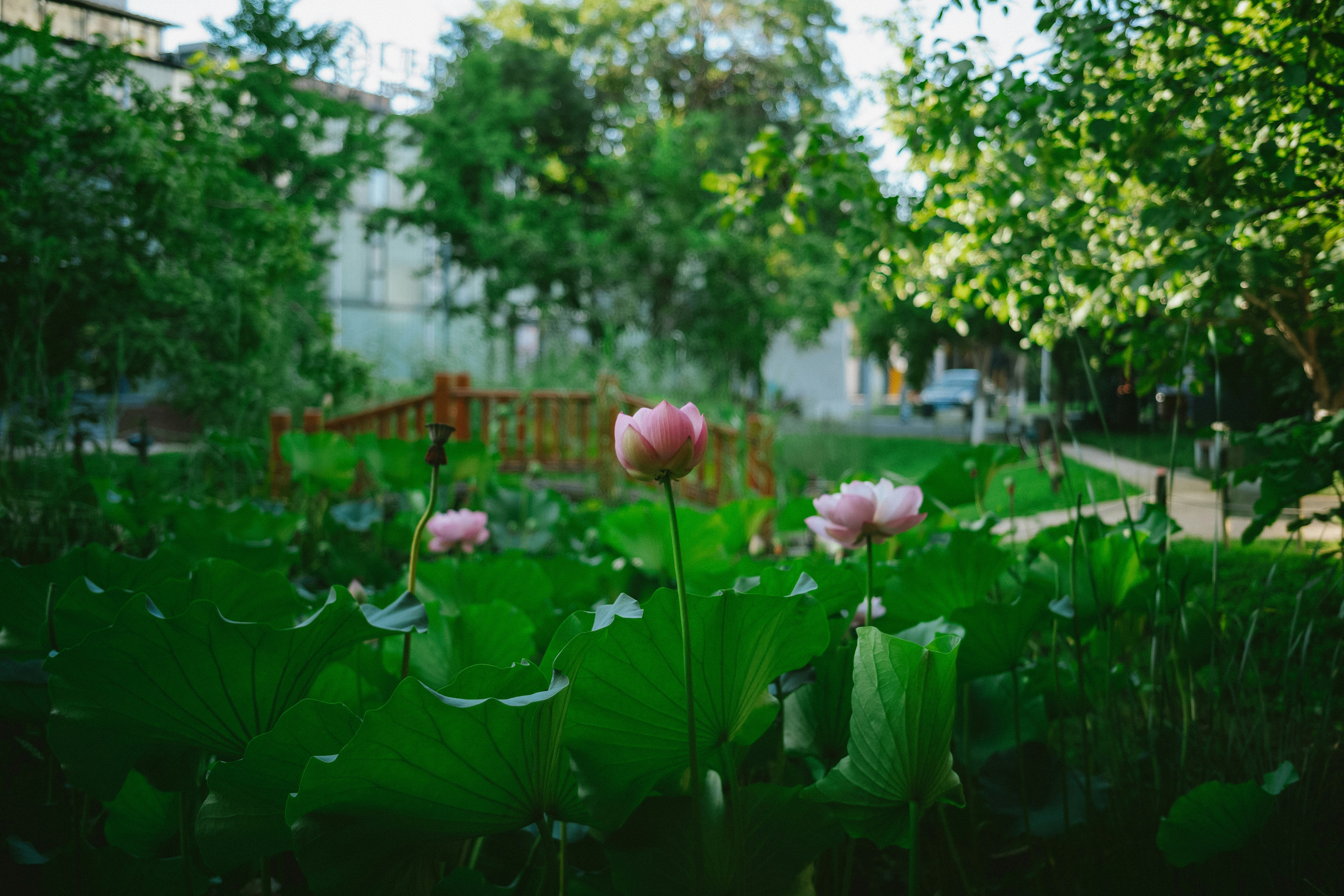 Petals in a Green Corridor: A Pink Lotus in a Quiet Urban Garden