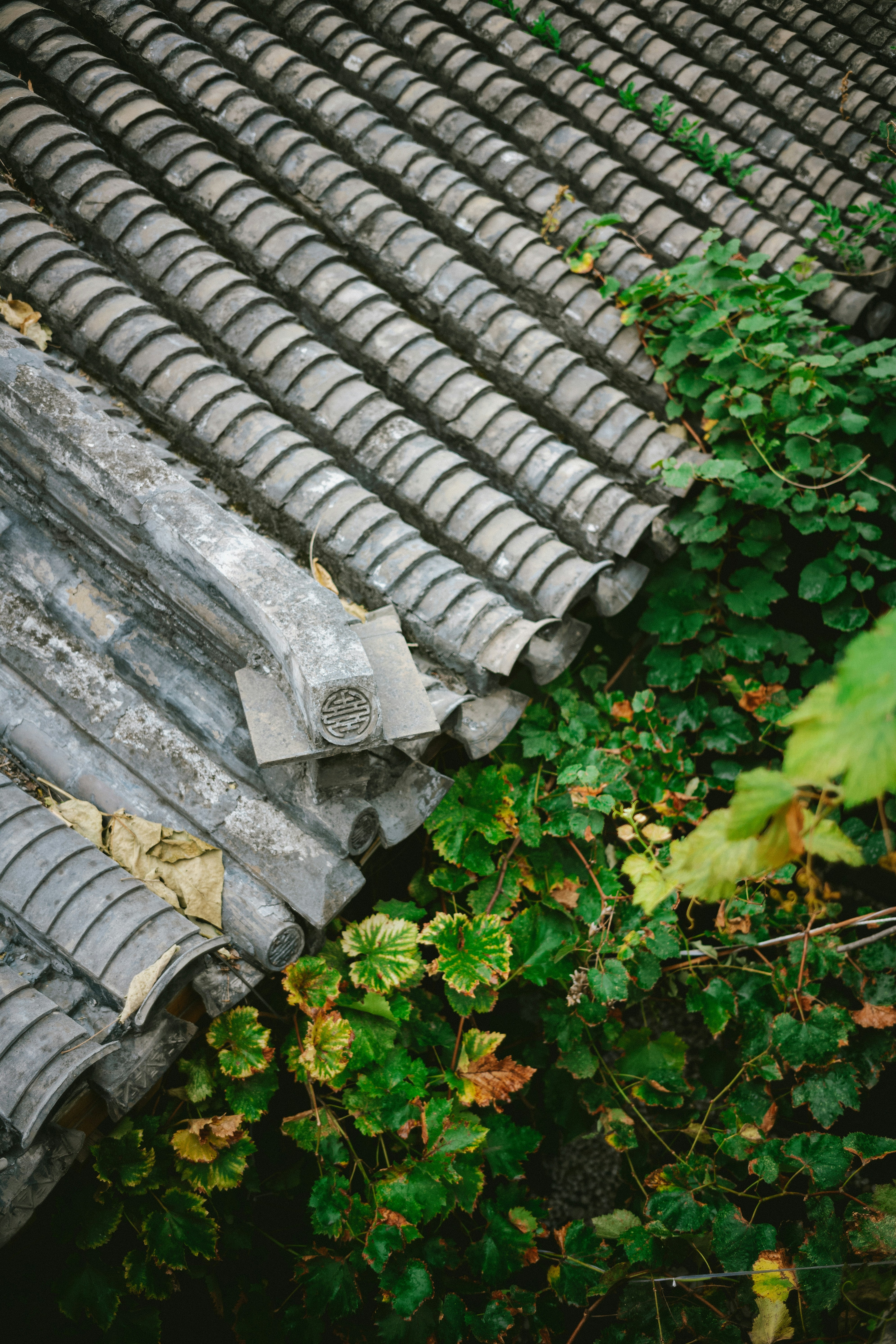 Green Vines Claim the Tile; A Quiet Rooftop Moment