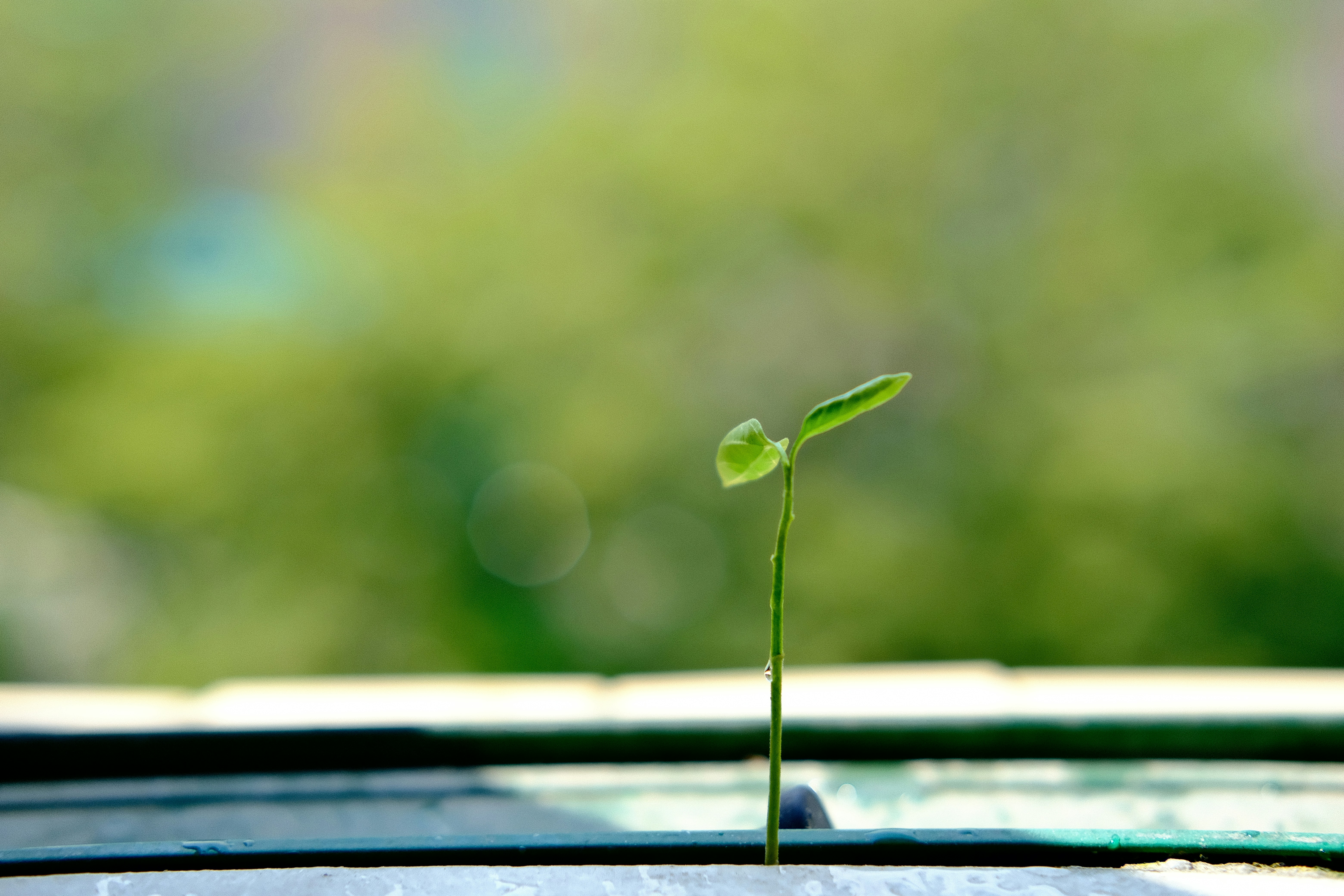 The Tender Sprout at the Edge of Light