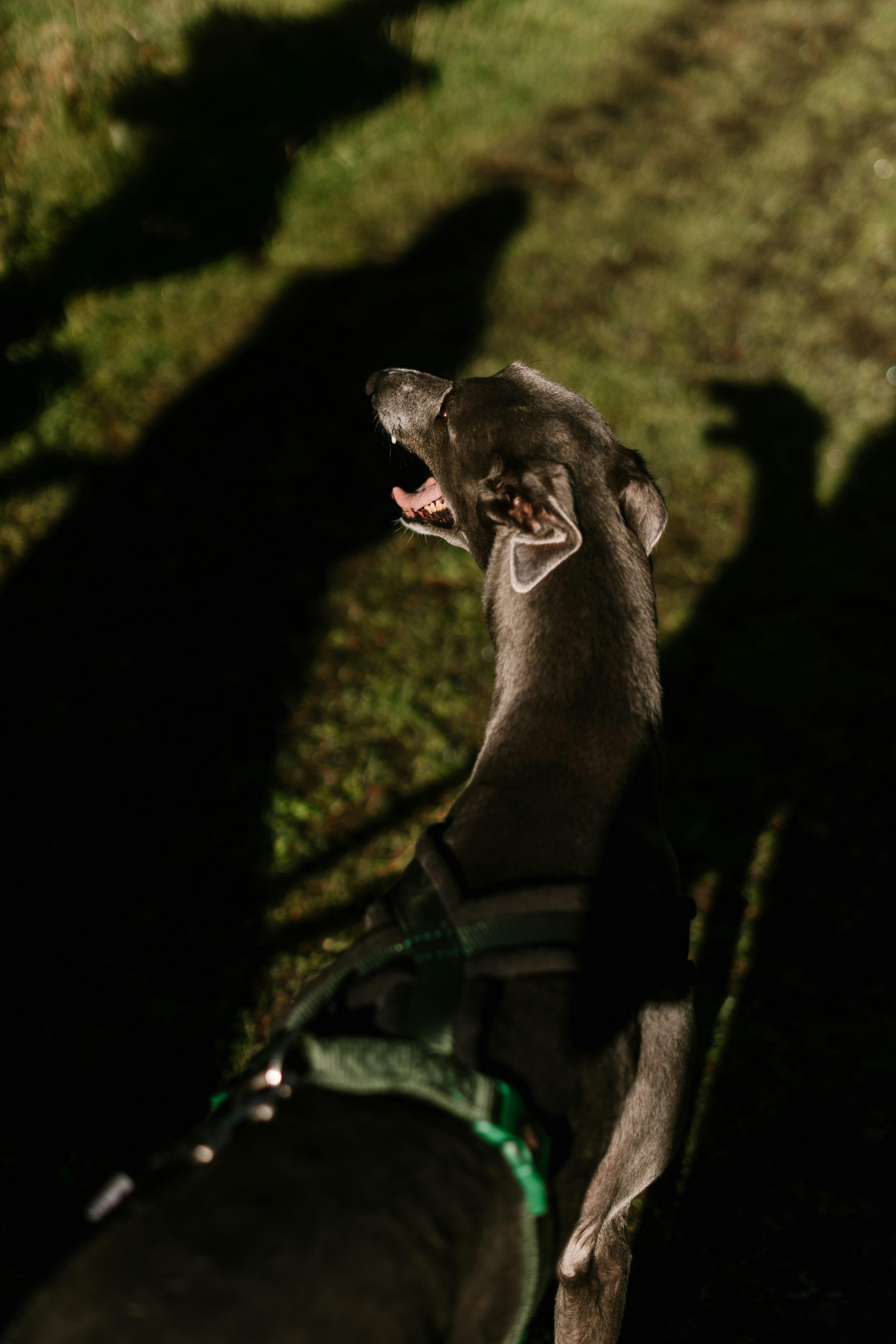 Un perro con la boca abierta y la cara de una persona en el fondo foto ...