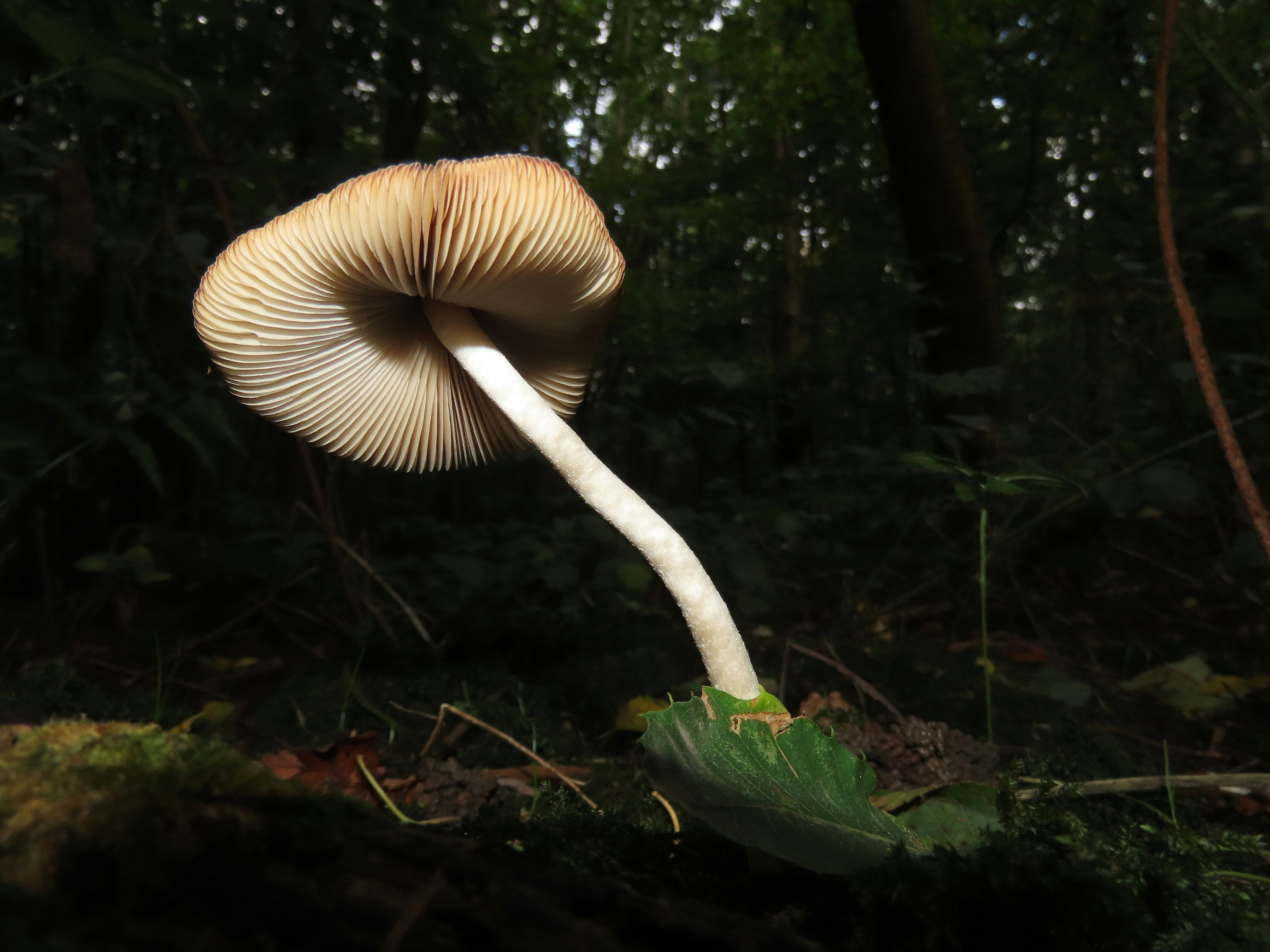 Cream Cap in the Dark Woods: A Delicate Mushroom Emerges from the Leaf Litter