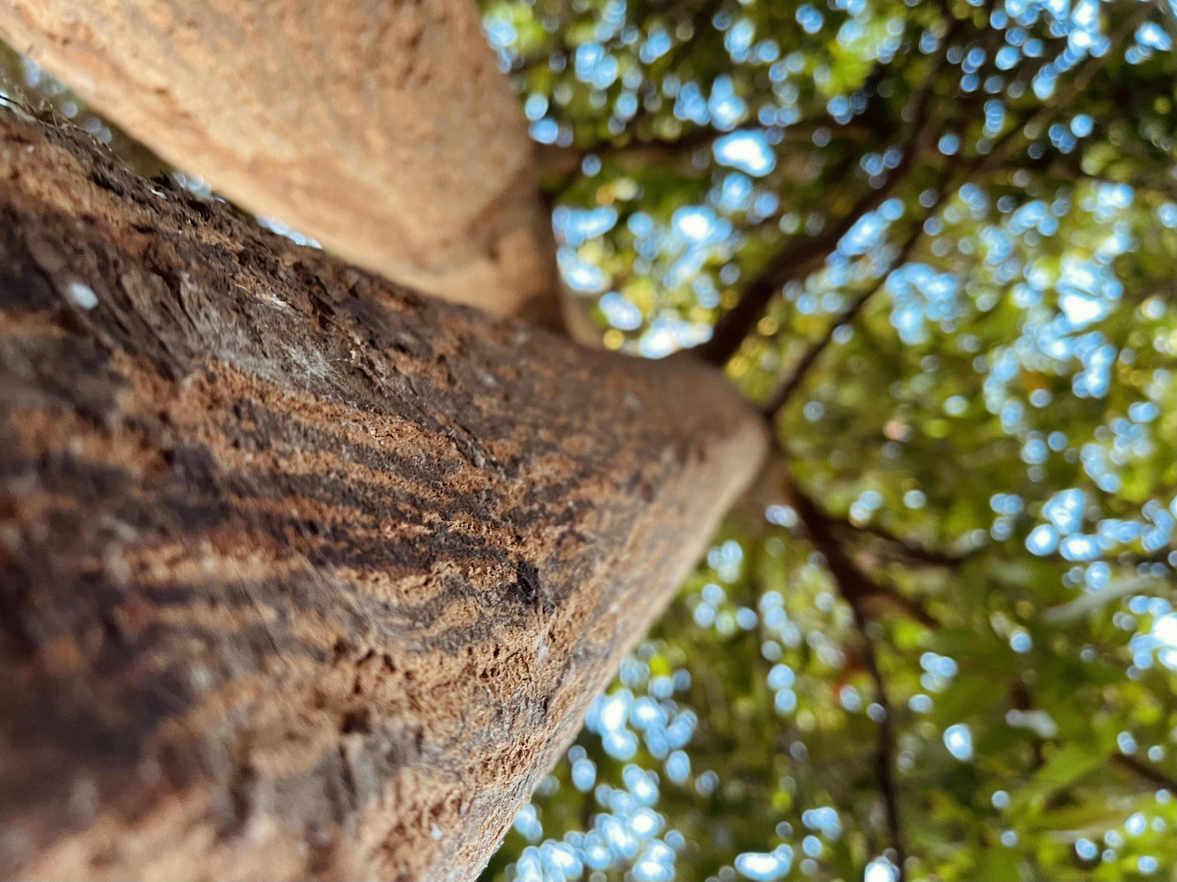 A tree trunk with a tree in the background photo – Free Egypt Image on ...